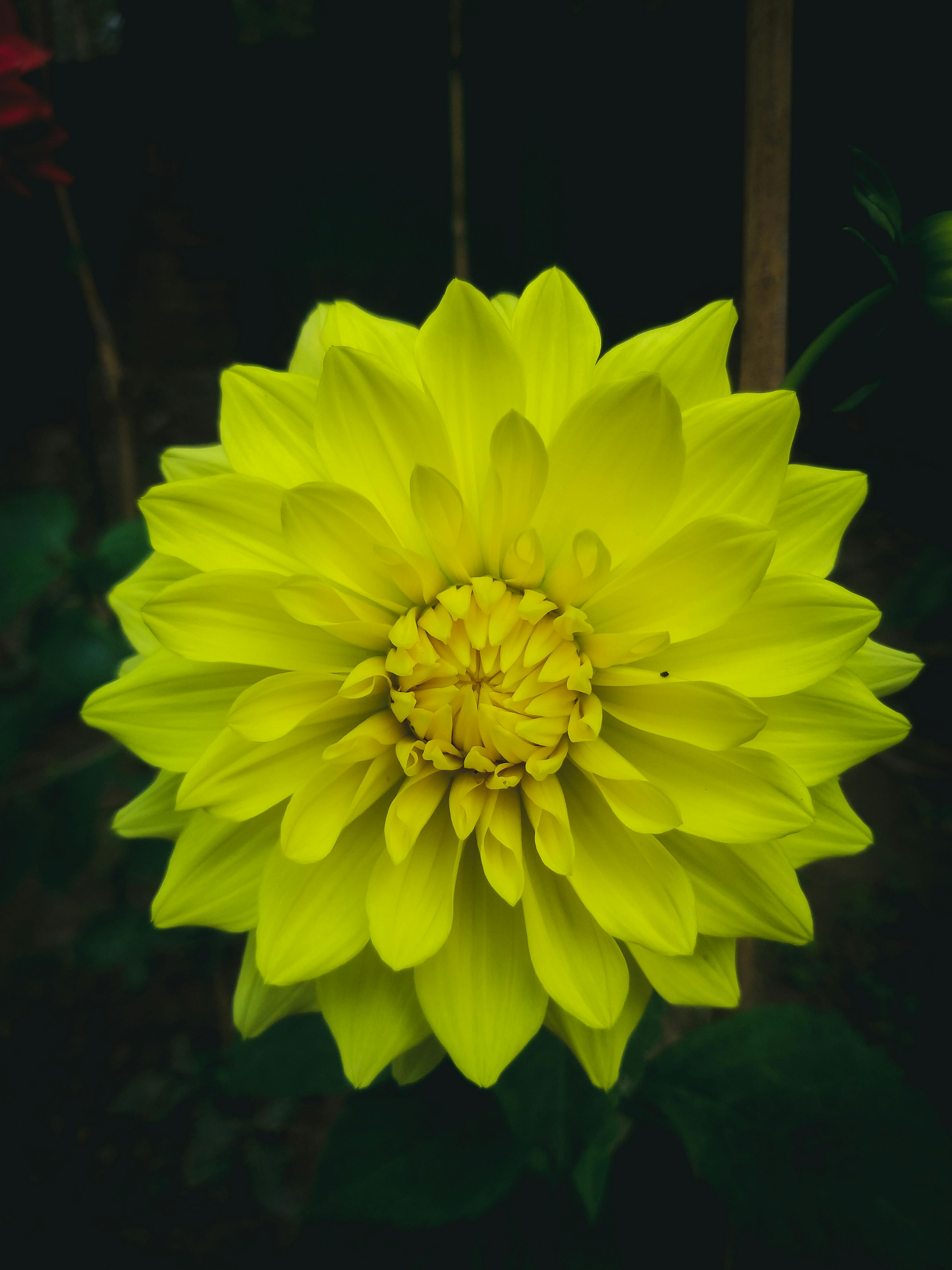 Photo of a Yellow Flower · Free Stock Photo