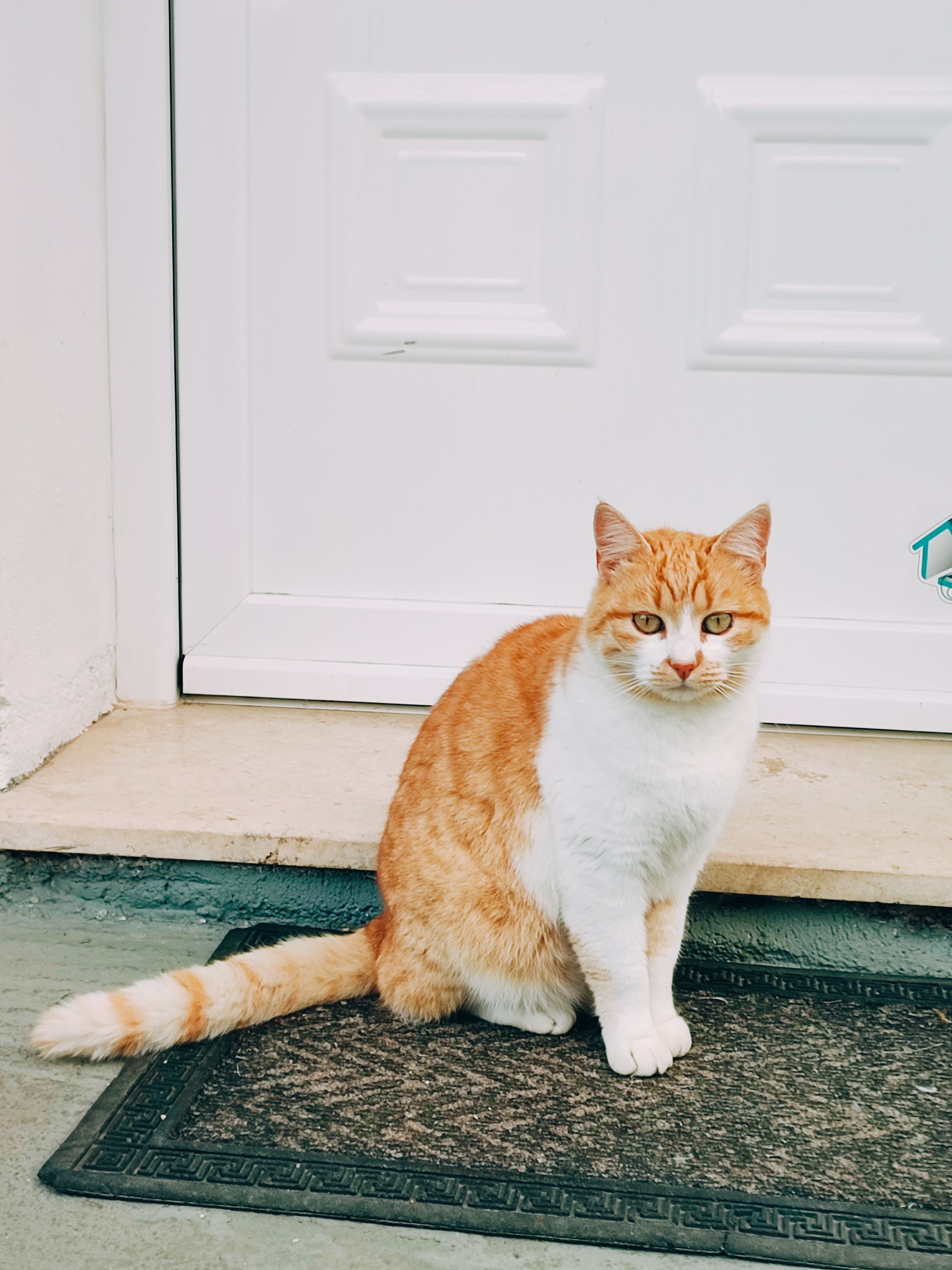 Portrait of Cute Ginger Cat · Free Stock Photo
