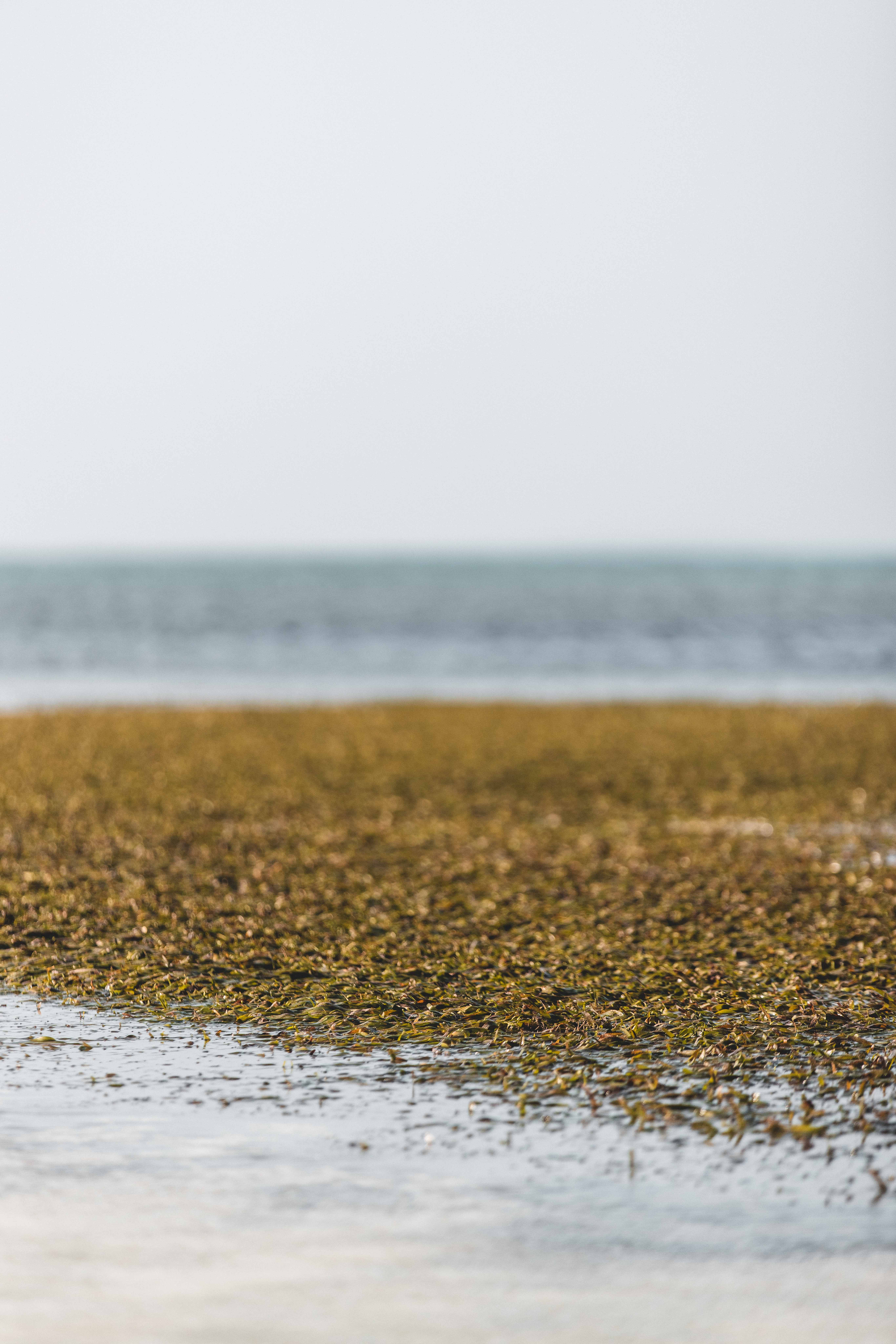 Golden Dry Leaves on Sea Shore · Free Stock Photo