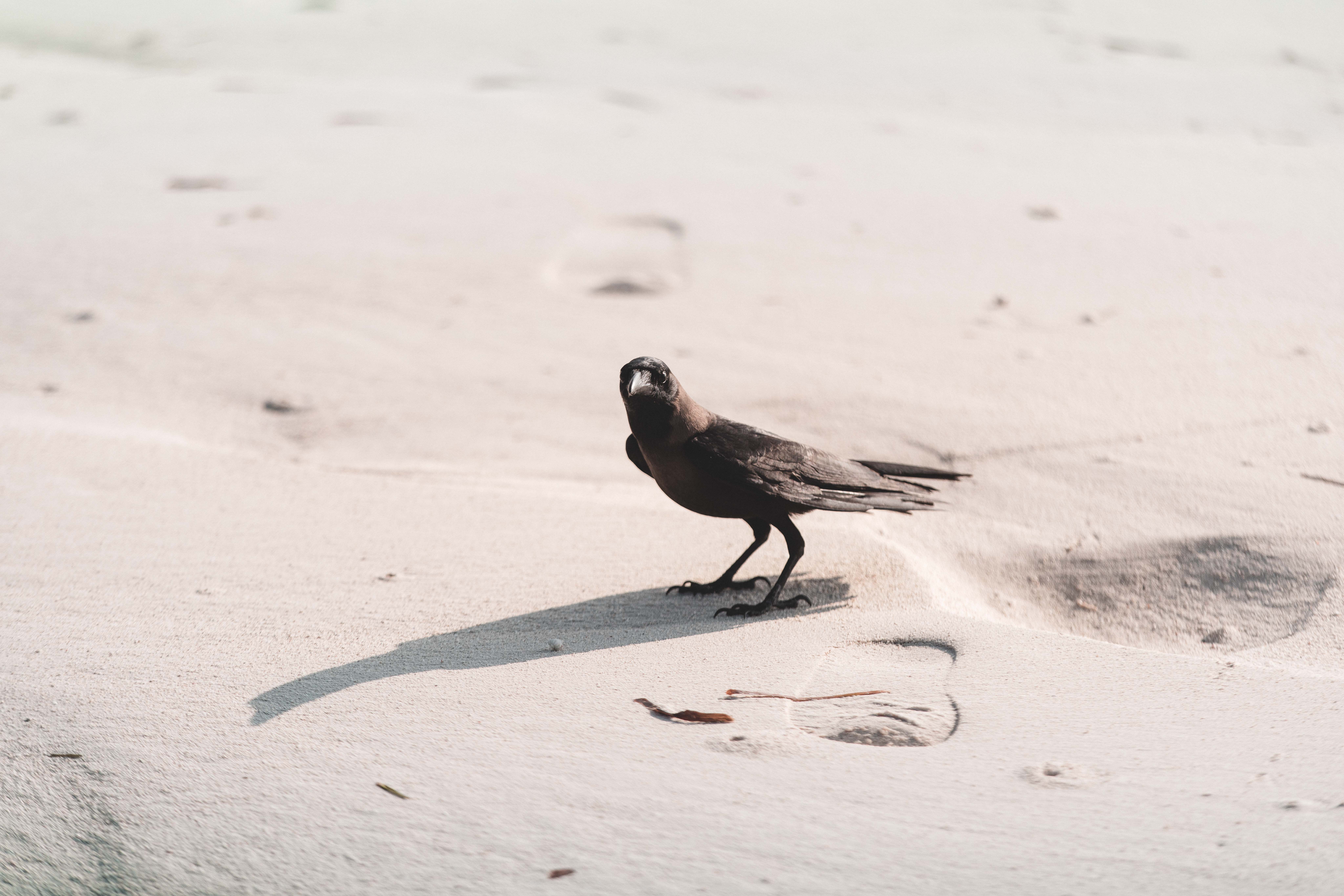 Photo of a Crow on the Sand · Free Stock Photo