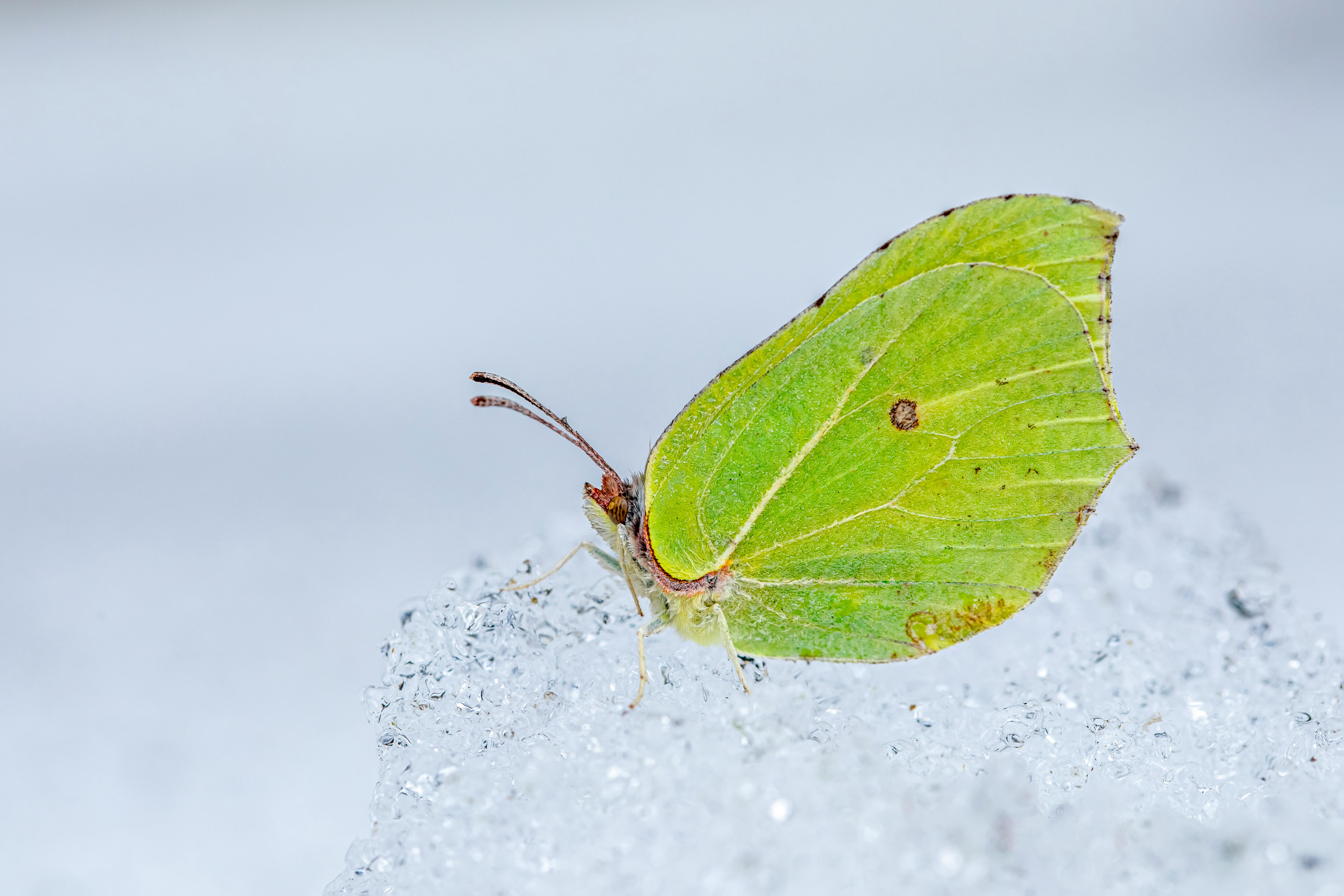 Close-Up Photo of a Common Brimstone · Free Stock Photo