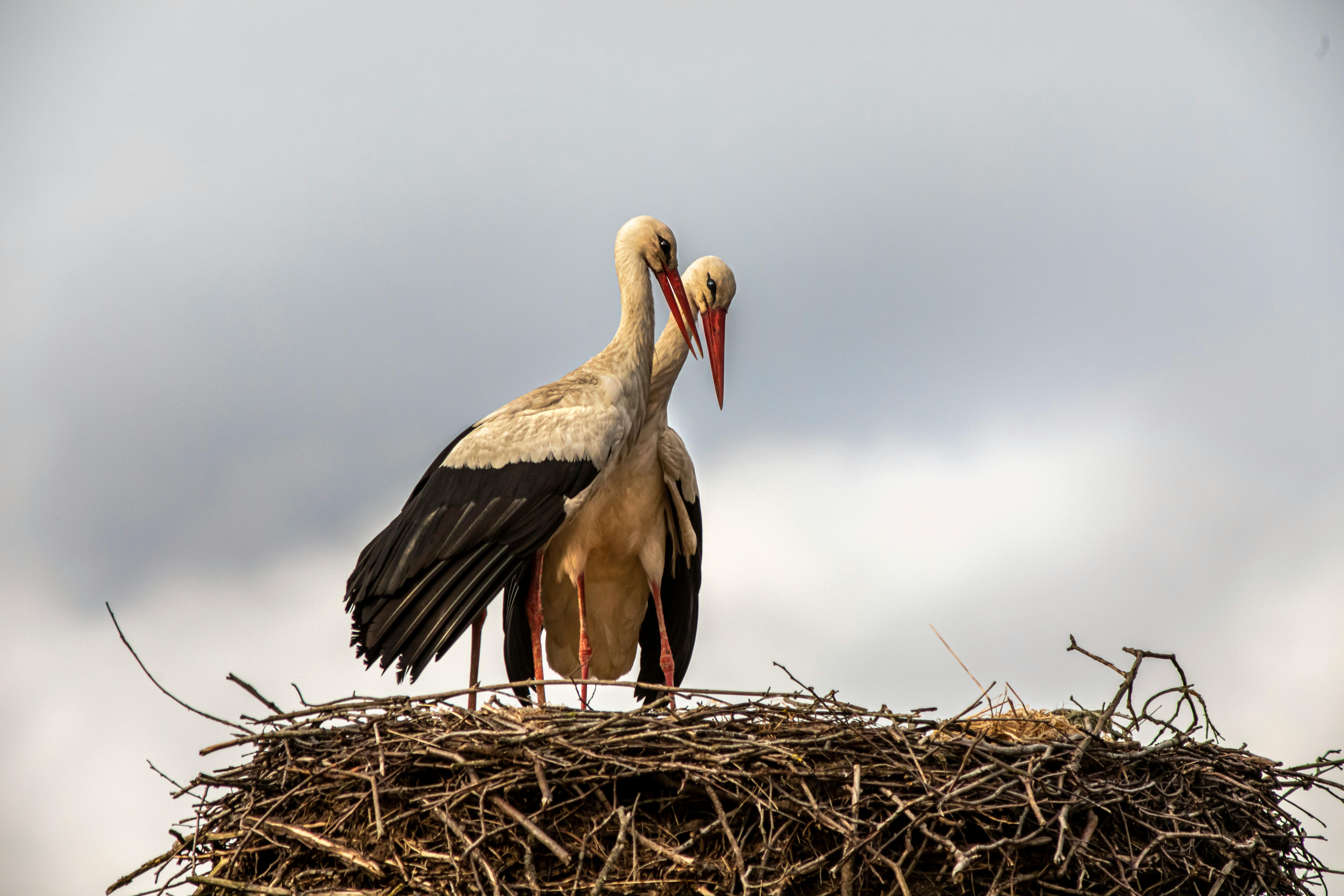 Couple of Storks in Nest · Free Stock Photo