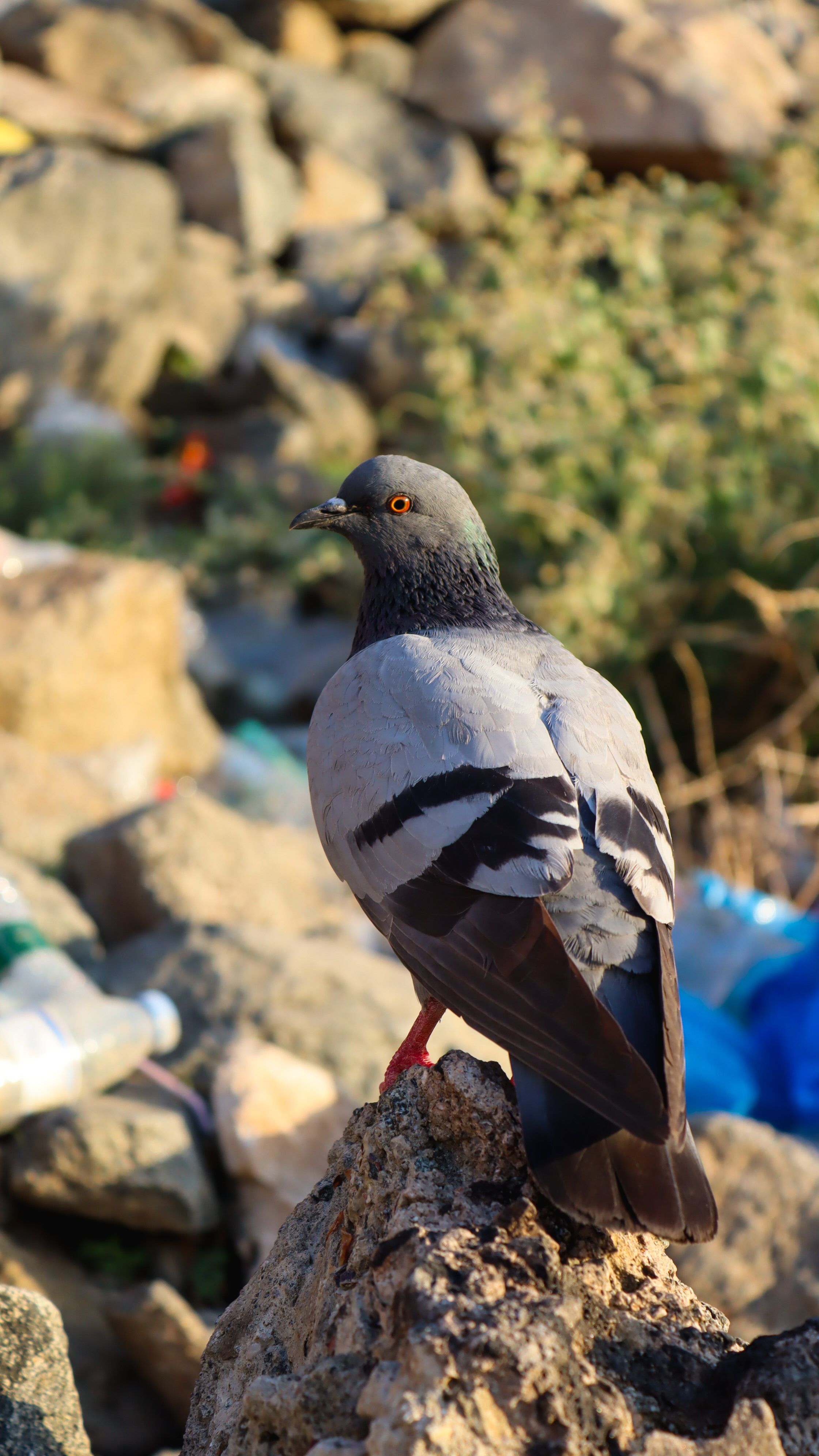 Pigeon on Stone · Free Stock Photo