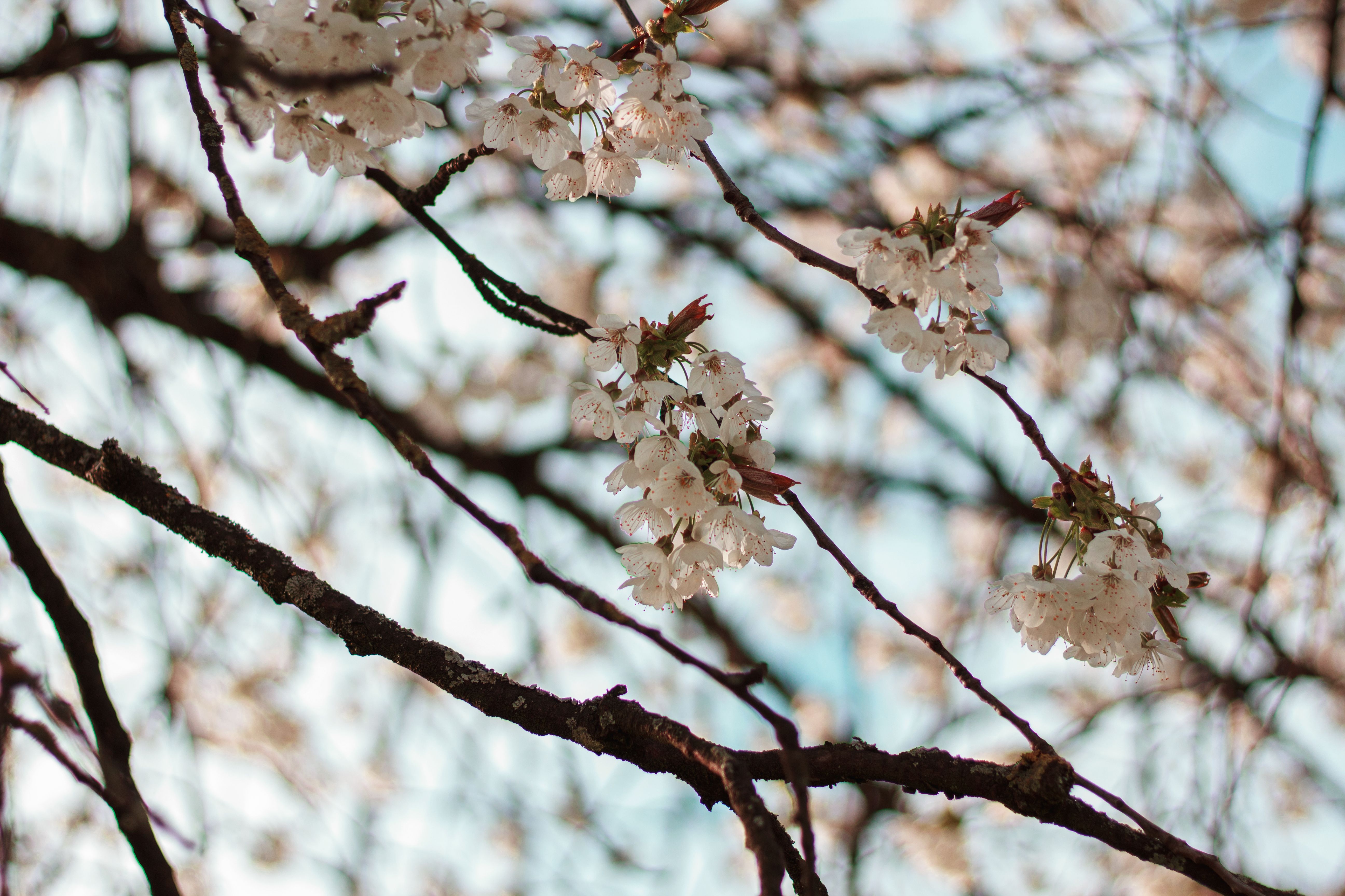 Flowers on Branches · Free Stock Photo