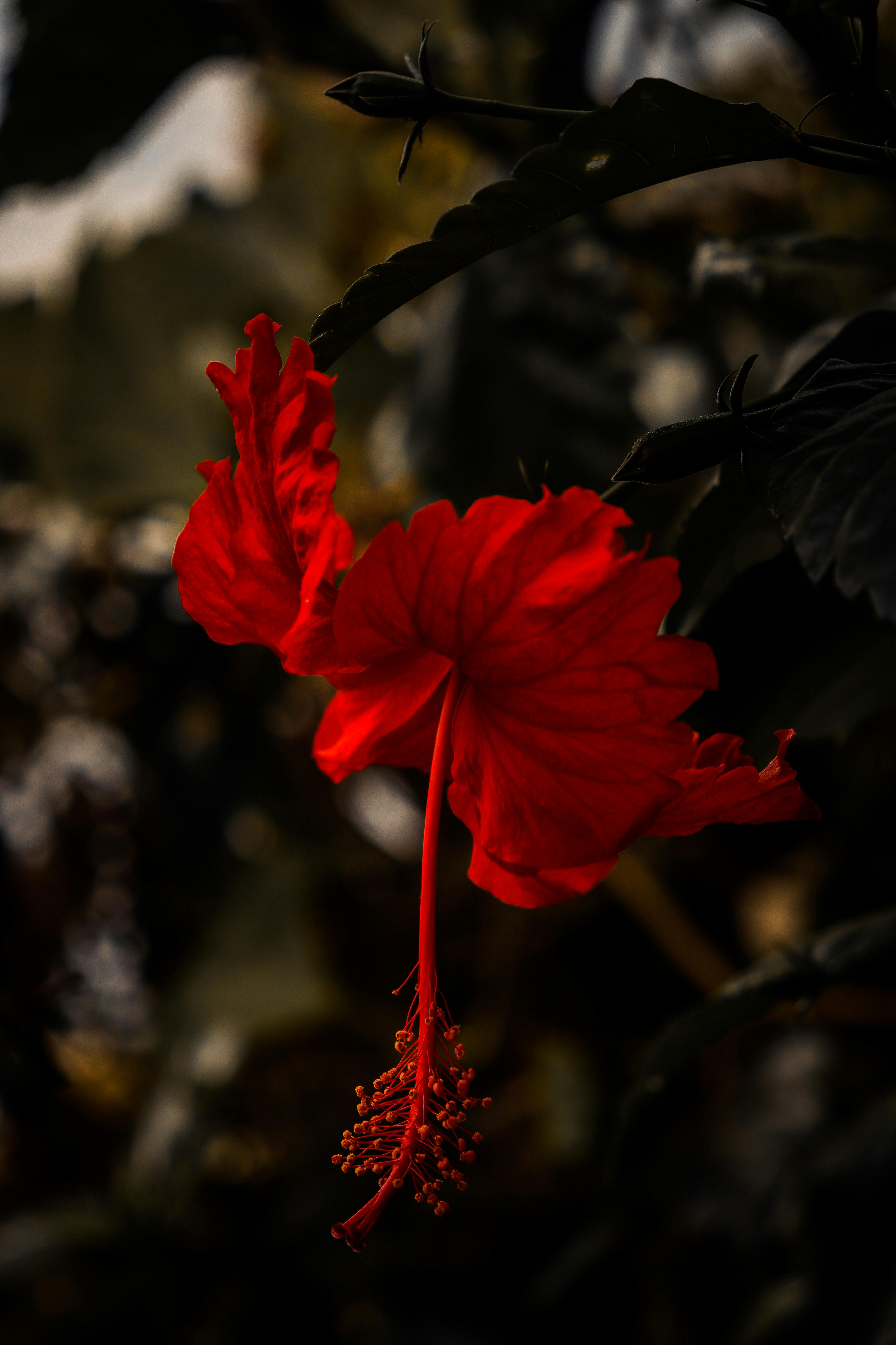 Plants with Red Flowers Climbing on the Wall · Free Stock Photo