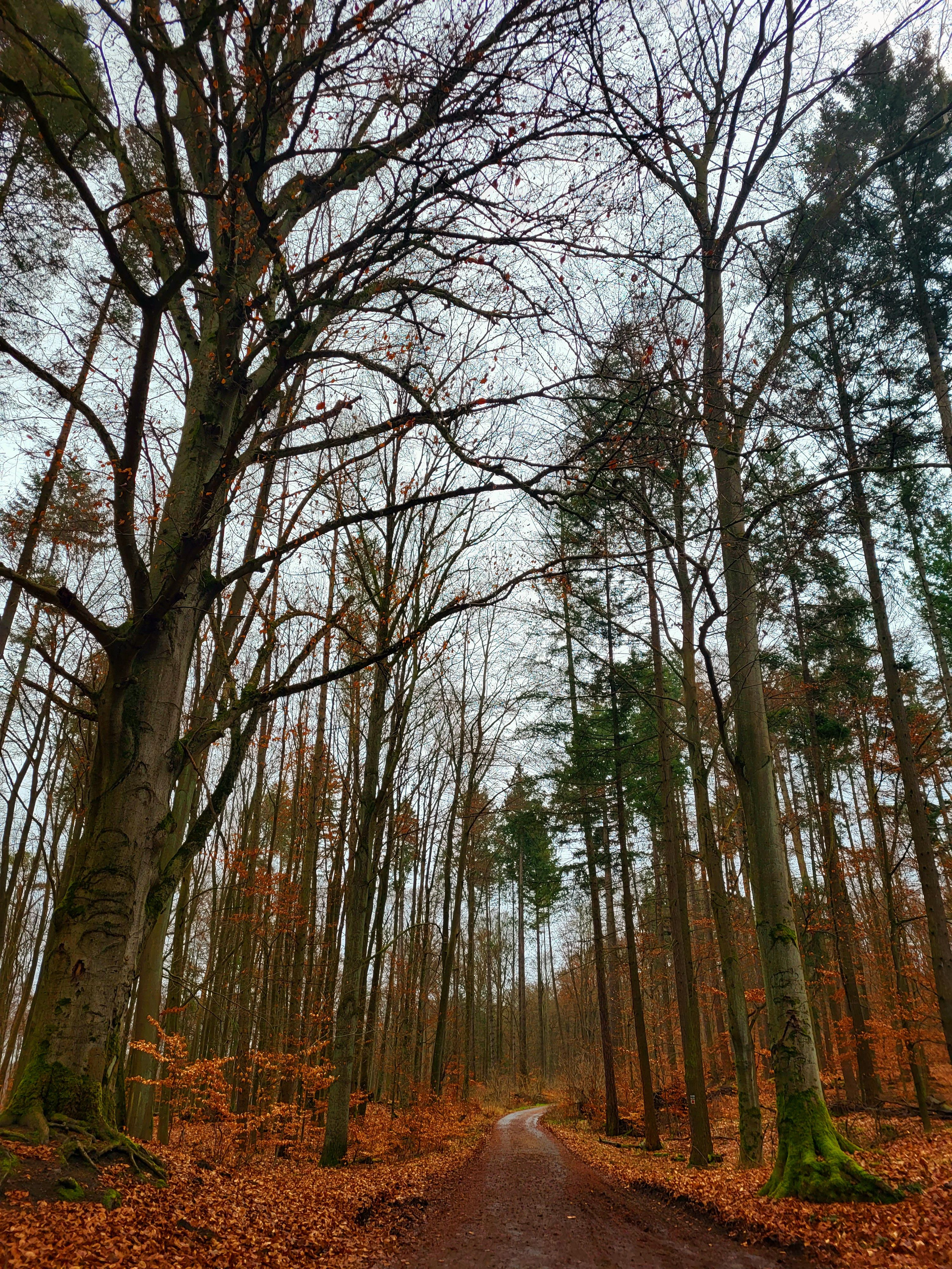 Brown Wooden Bridge Between Trees · Free Stock Photo