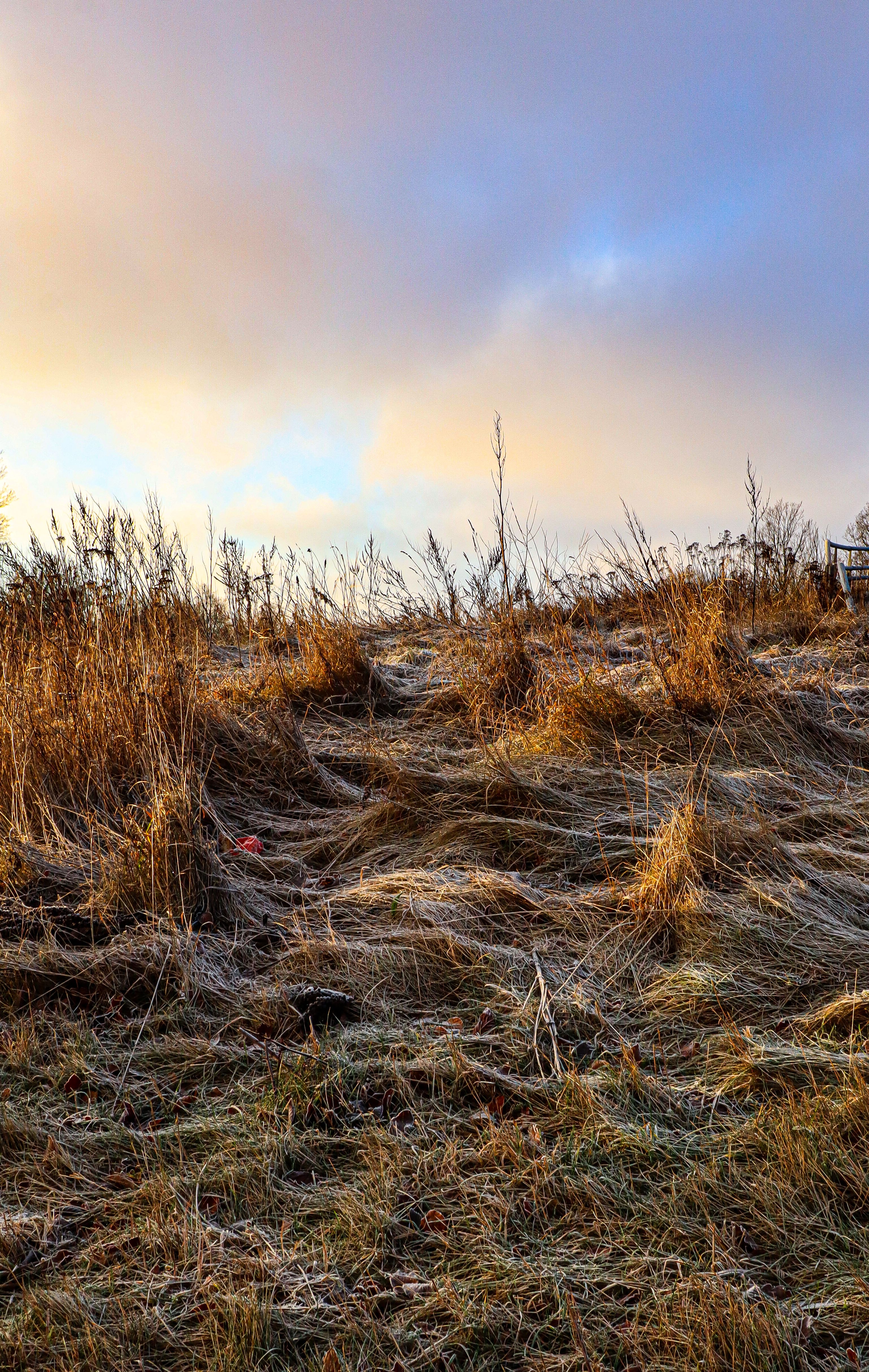 Frosty Dry Grass on a Field · Free Stock Photo