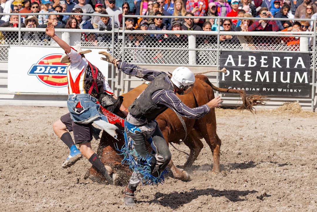 How Much Does a Bull Weight? [Comprehensive Answer] - CGAA.org