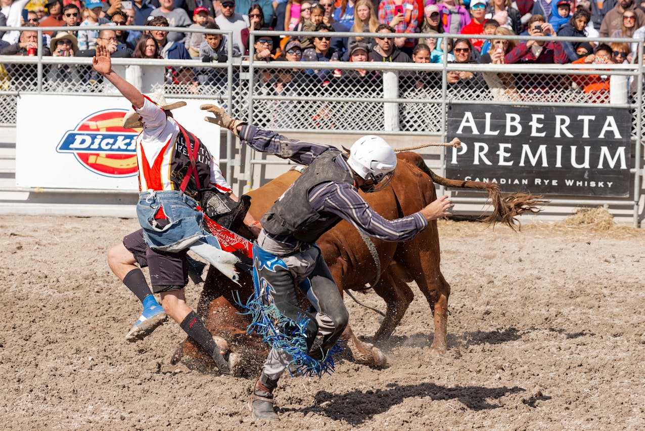 How Much Does a Bull Weight? [Comprehensive Answer] - CGAA.org