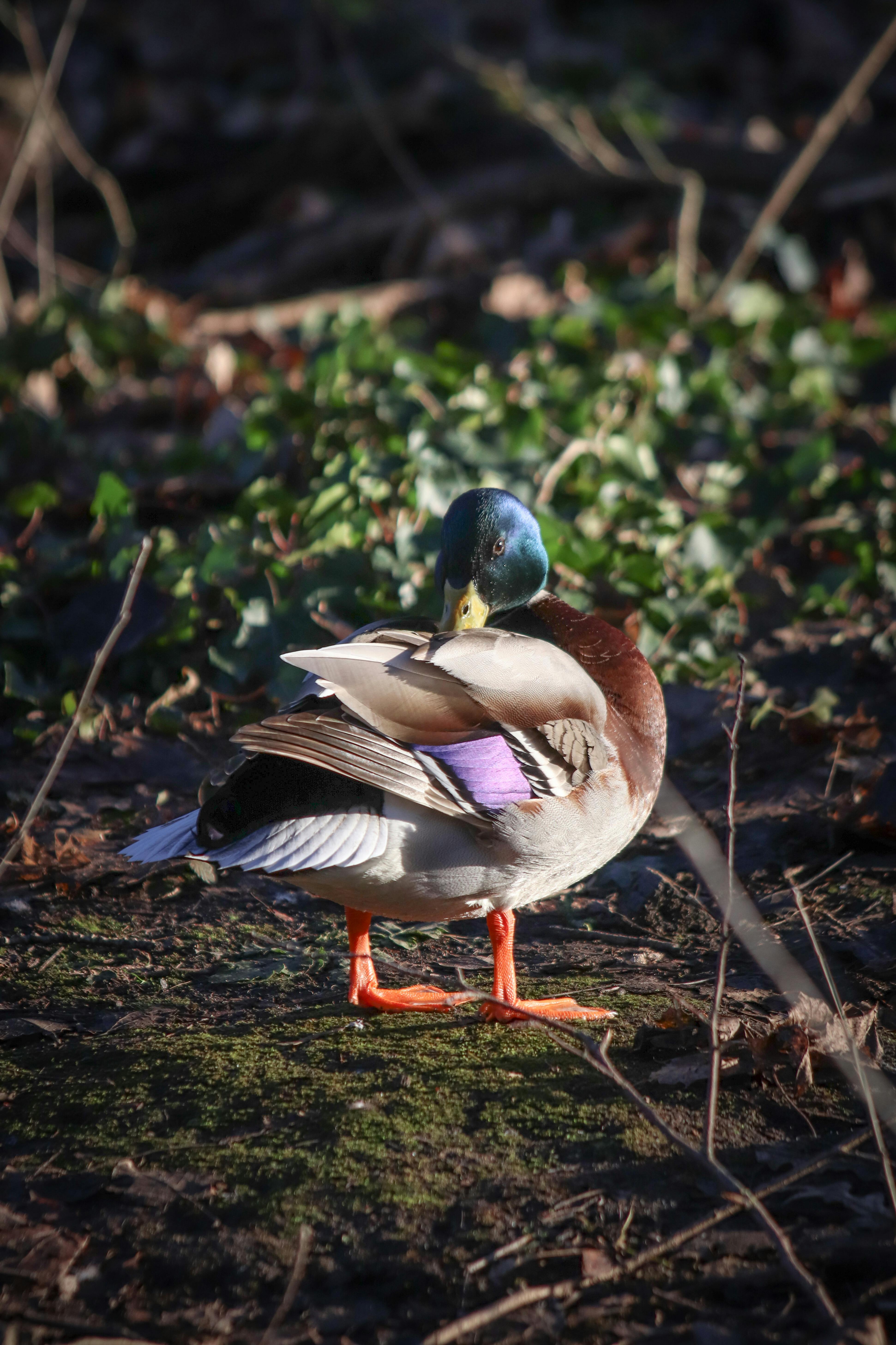 Ducks Cleaning Feathers · Free Stock Photo