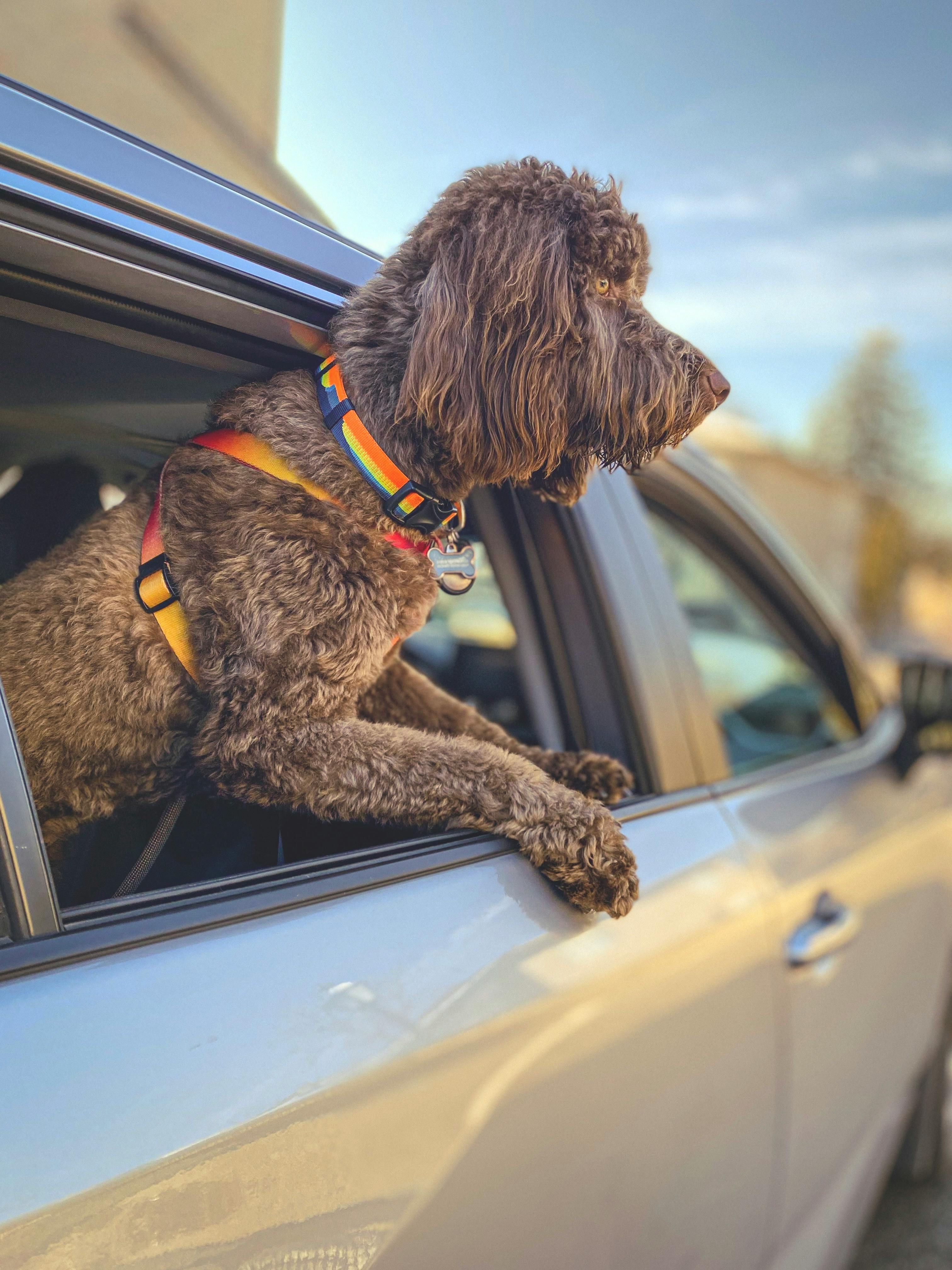 Dog in Convertible Car · Free Stock Photo