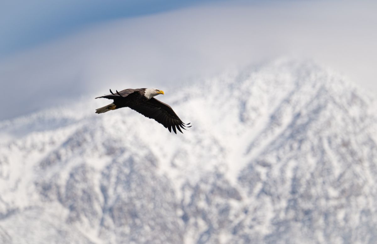 Eagle 4k Photos, Download The BEST Free Eagle 4k Stock Photos & HD Images