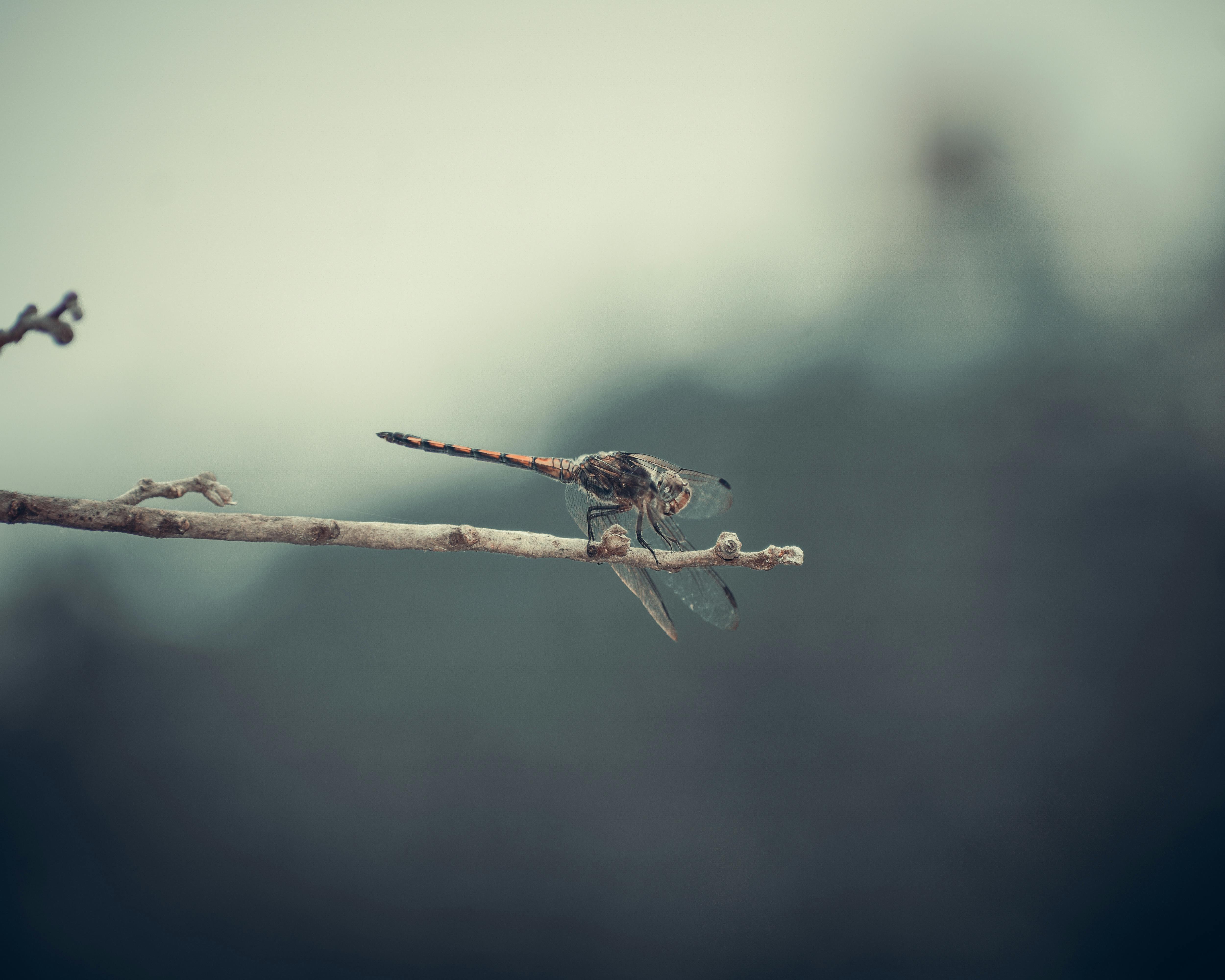 Blue Dragonfly Perch on Tree Branch · Free Stock Photo