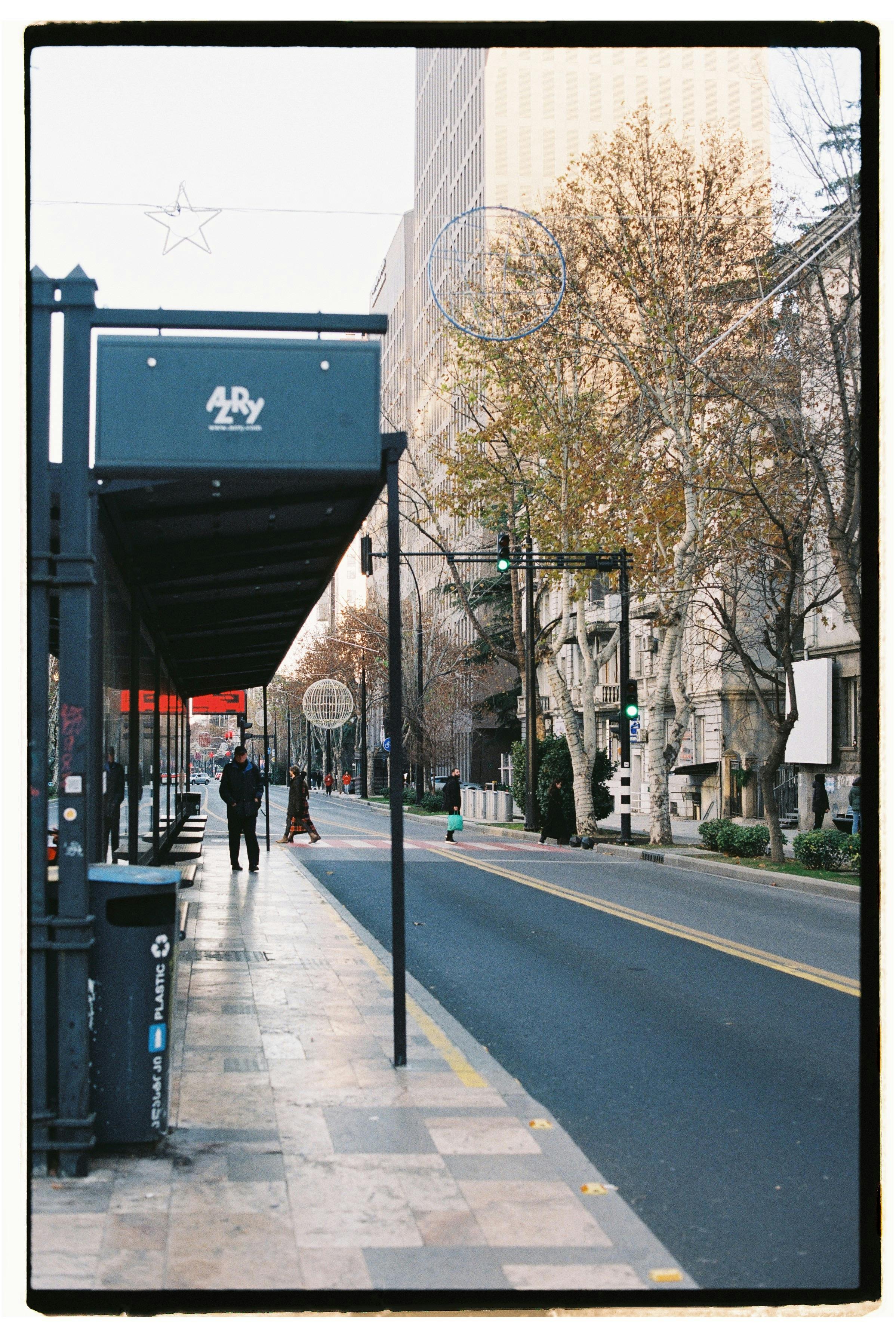 Trees on a Street · Free Stock Photo