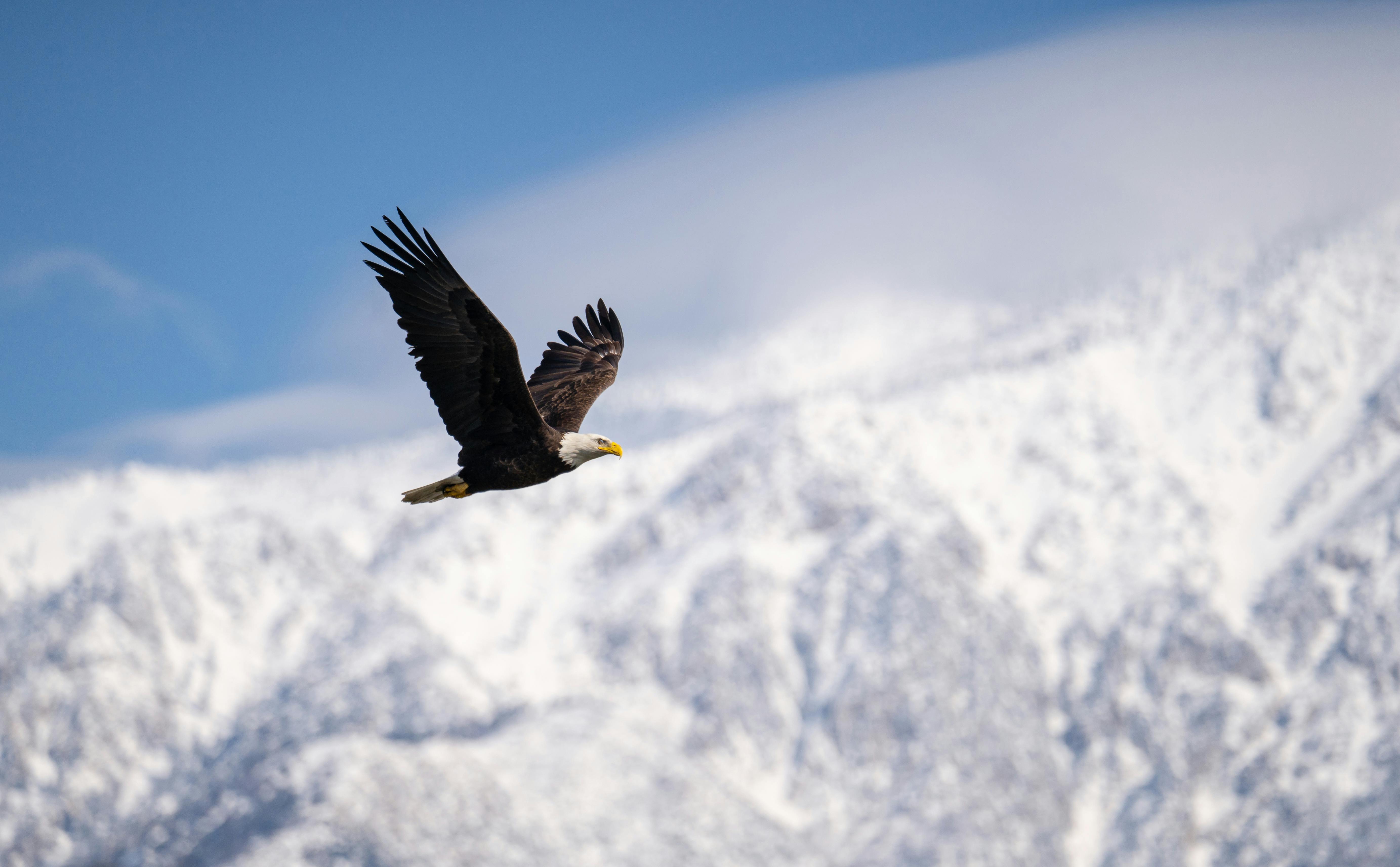 An Eagle Flying in the Sky · Free Stock Photo