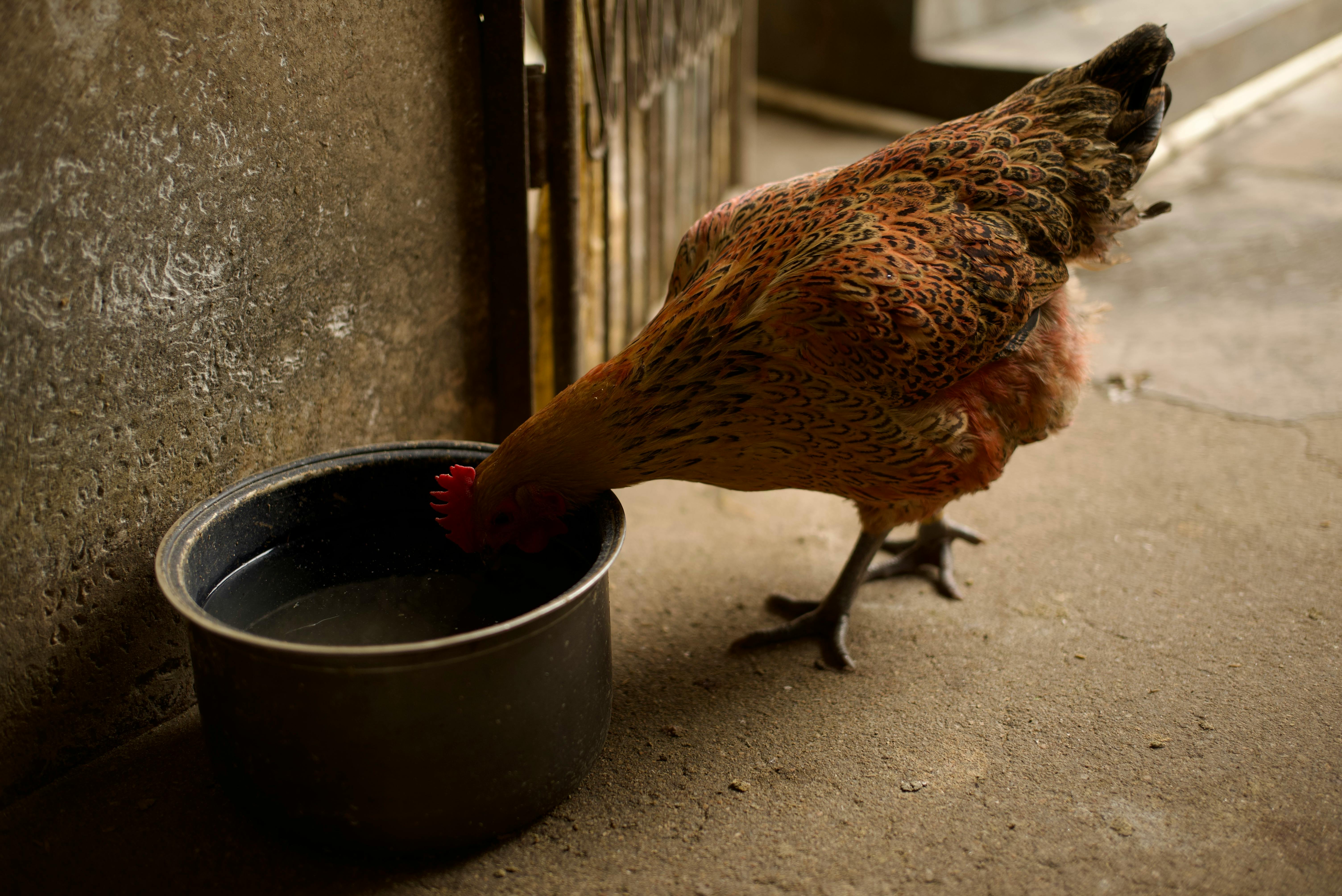 Chickens Drinking Water Photos, Download The BEST Free Chickens ...