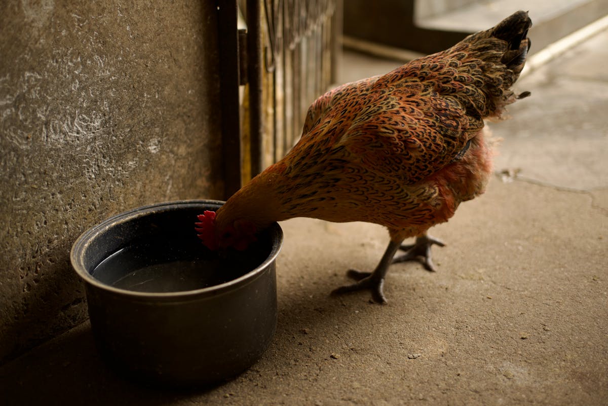 Chicken Drinking Water Photos, Download The BEST Free Chicken Drinking ...