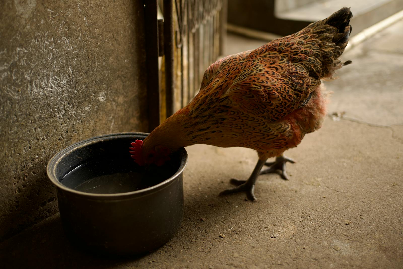 Chicken Drinking Water Photos, Download The BEST Free Chicken Drinking ...