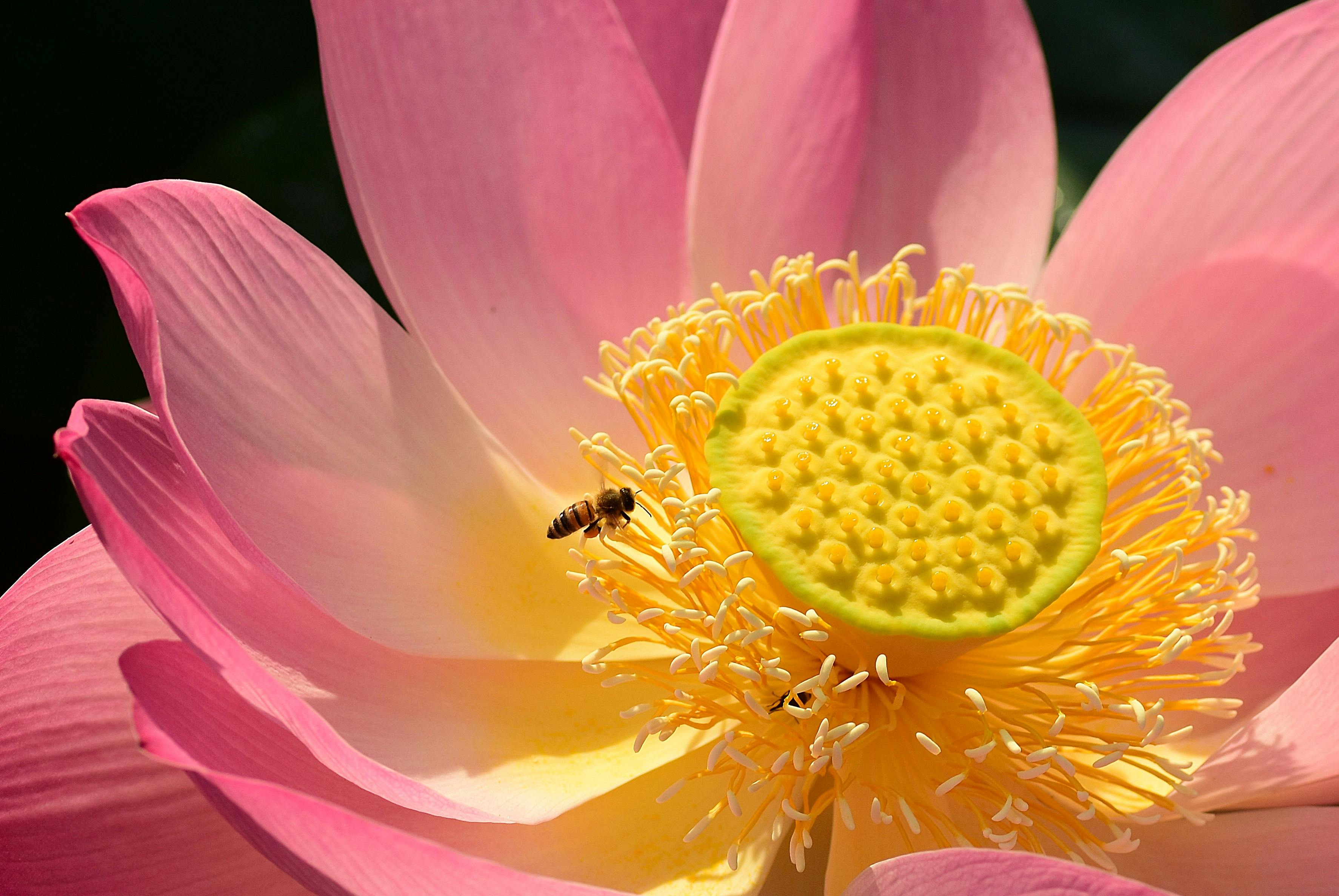 Graden Photos, Download The BEST Free Graden Stock Photos & HD Images