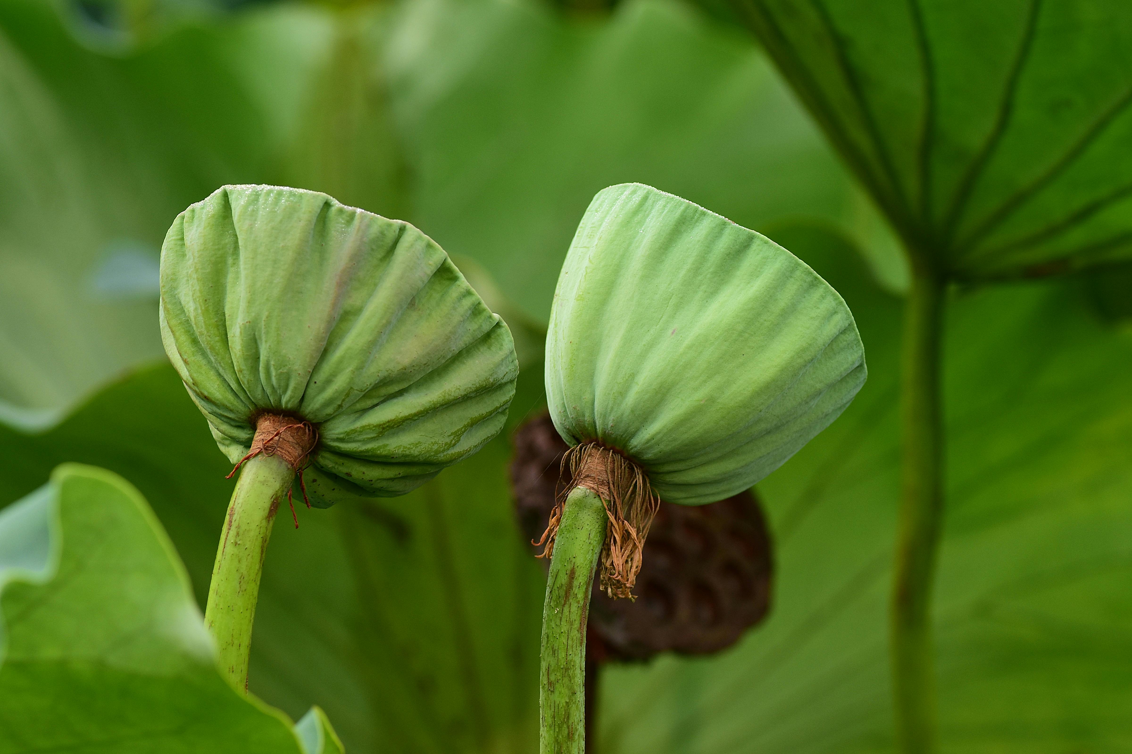 Fruits of Lotus Flower in Garden · Free Stock Photo