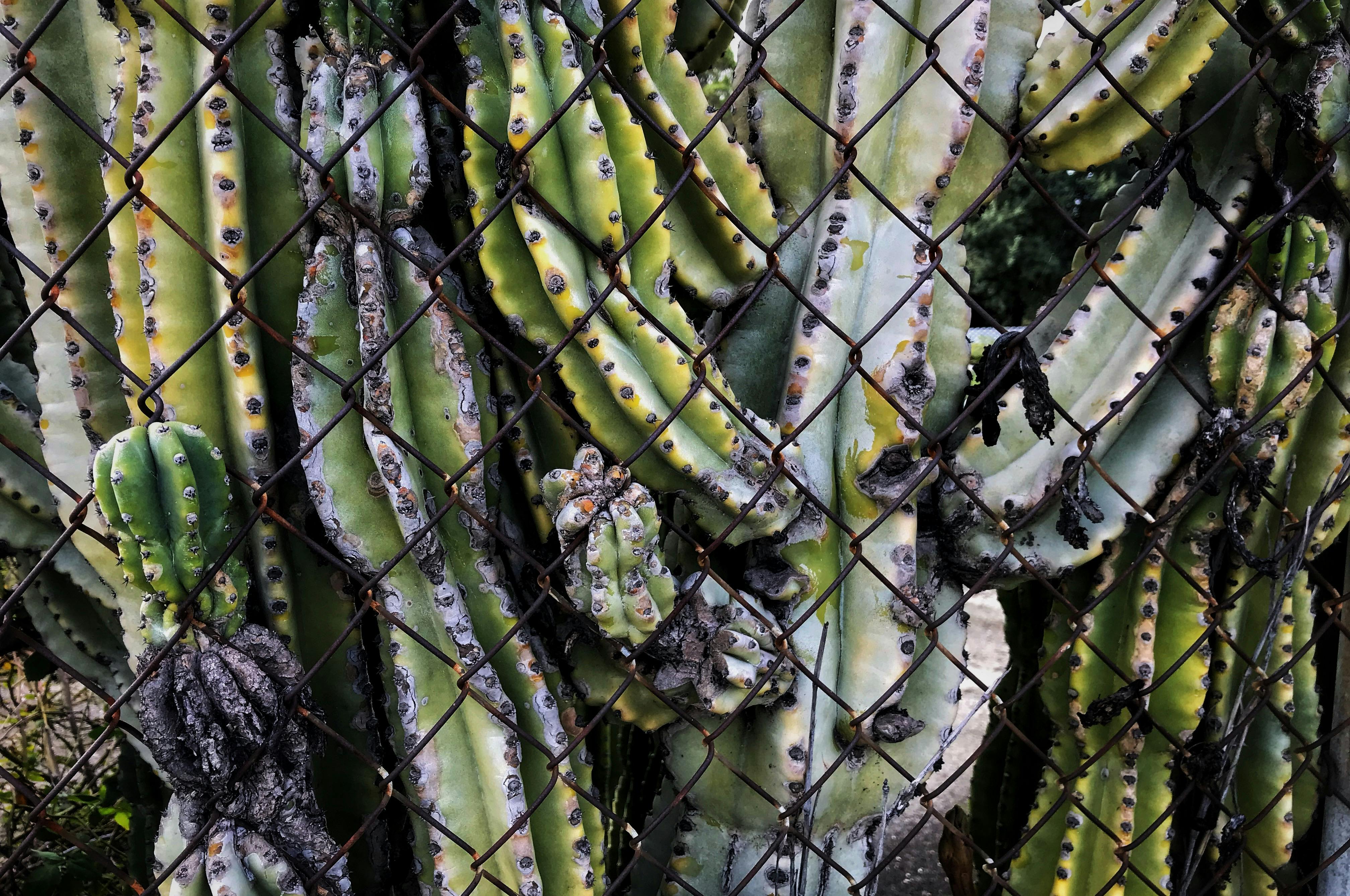 Green Cactus Plants Beside Chain Link Fence · Free Stock Photo