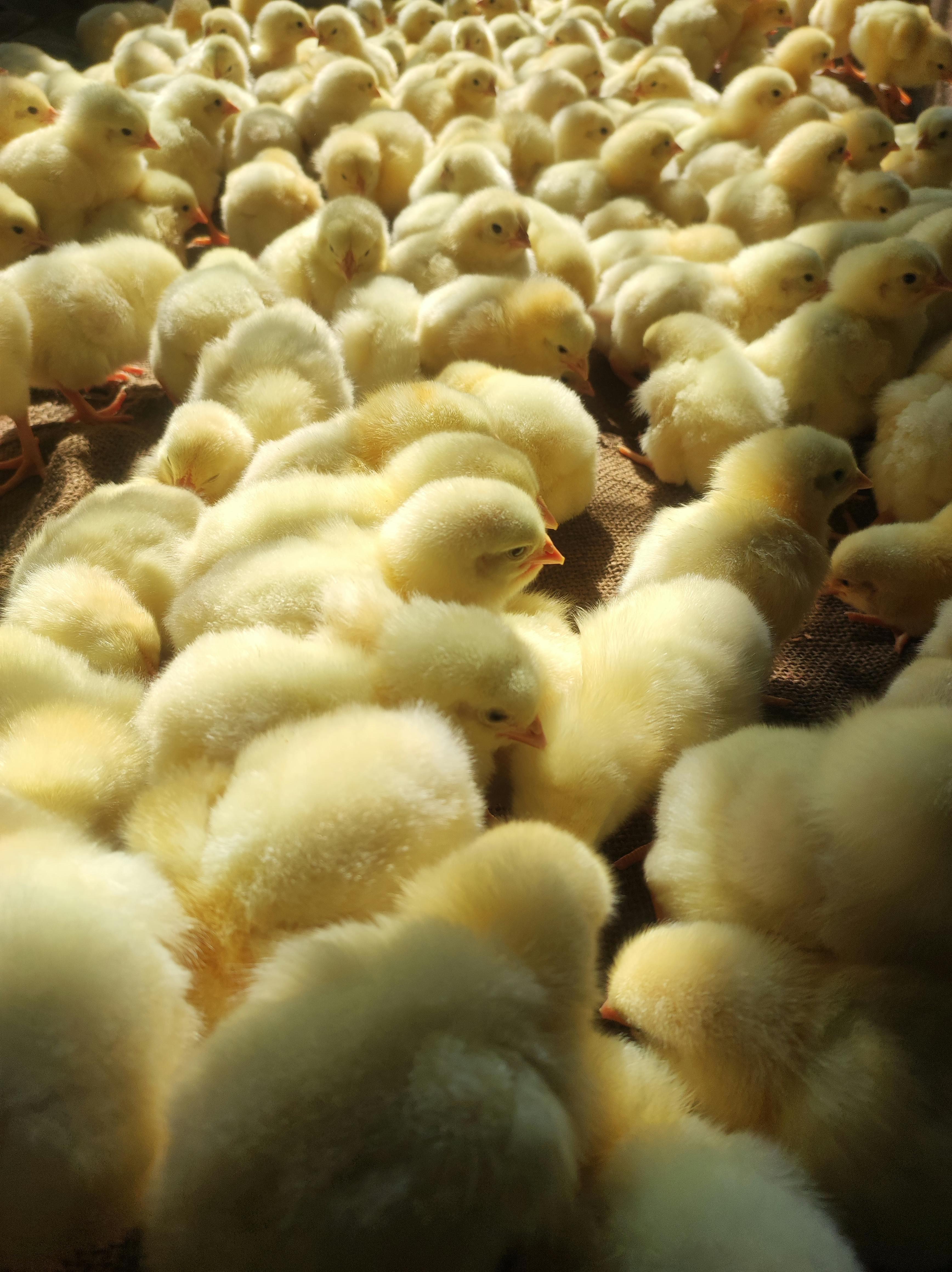 Nusrat Mim - Fotografía