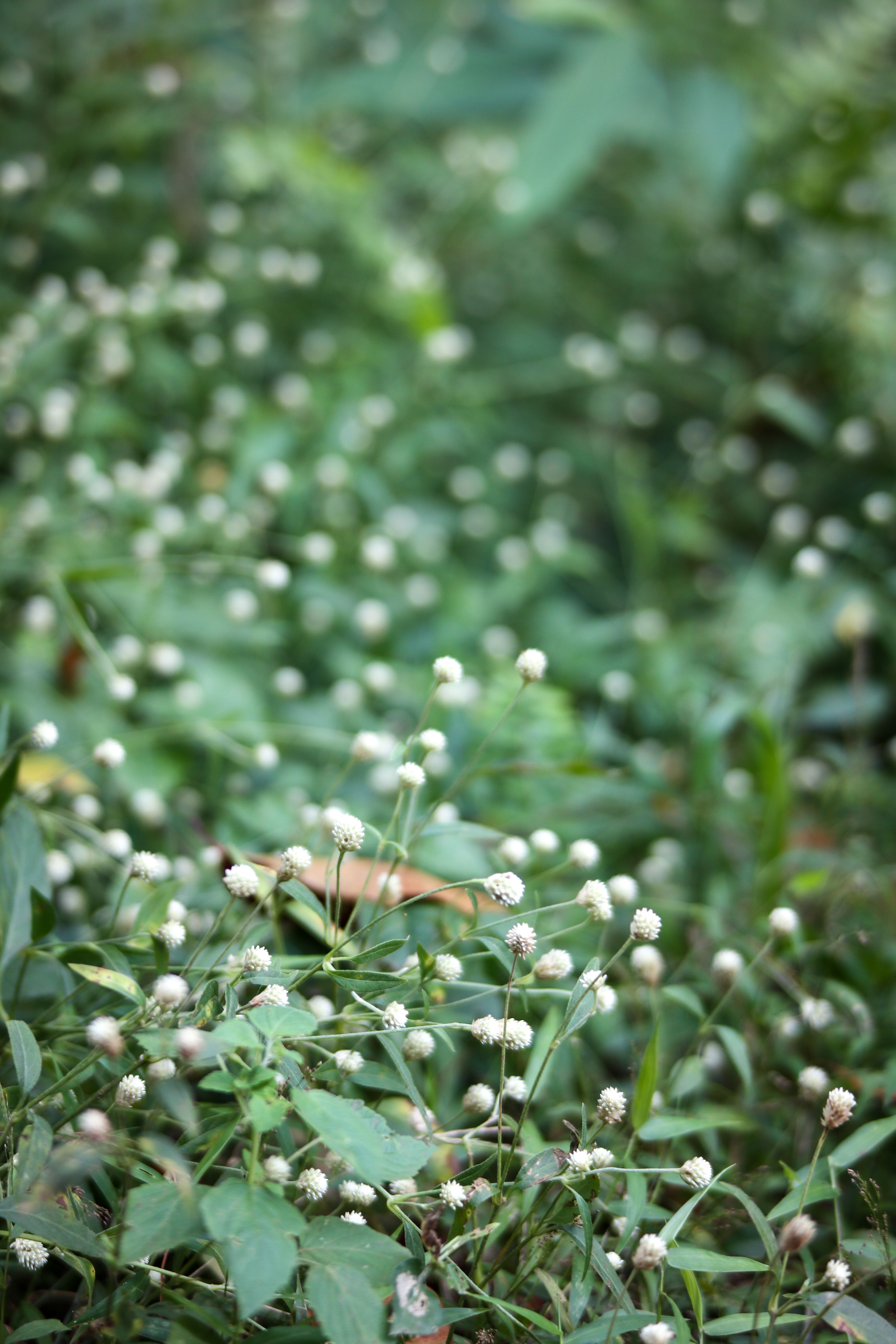 Field of Catail Plants · Free Stock Photo