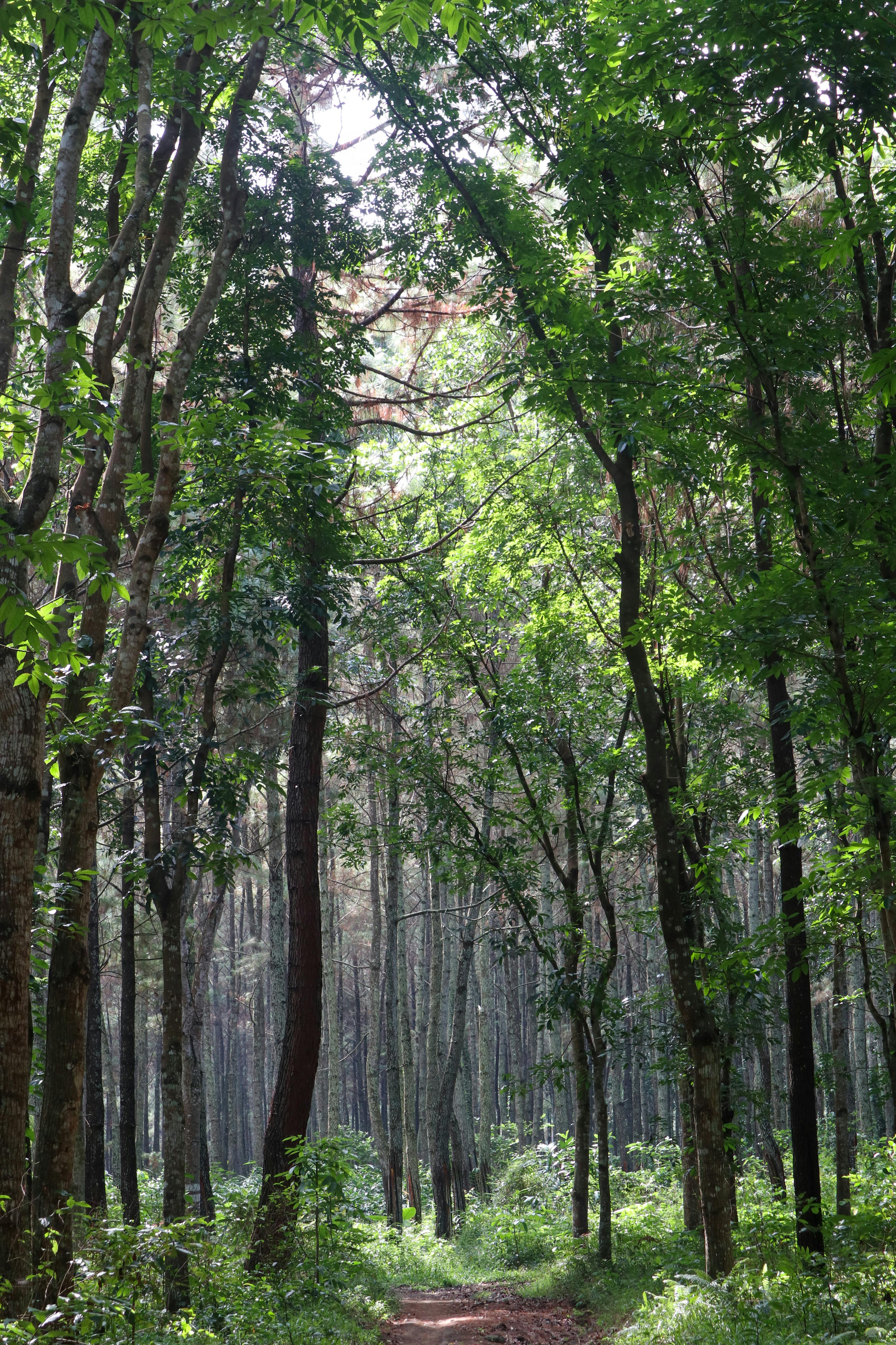 Path in Green Dense Forest · Free Stock Photo