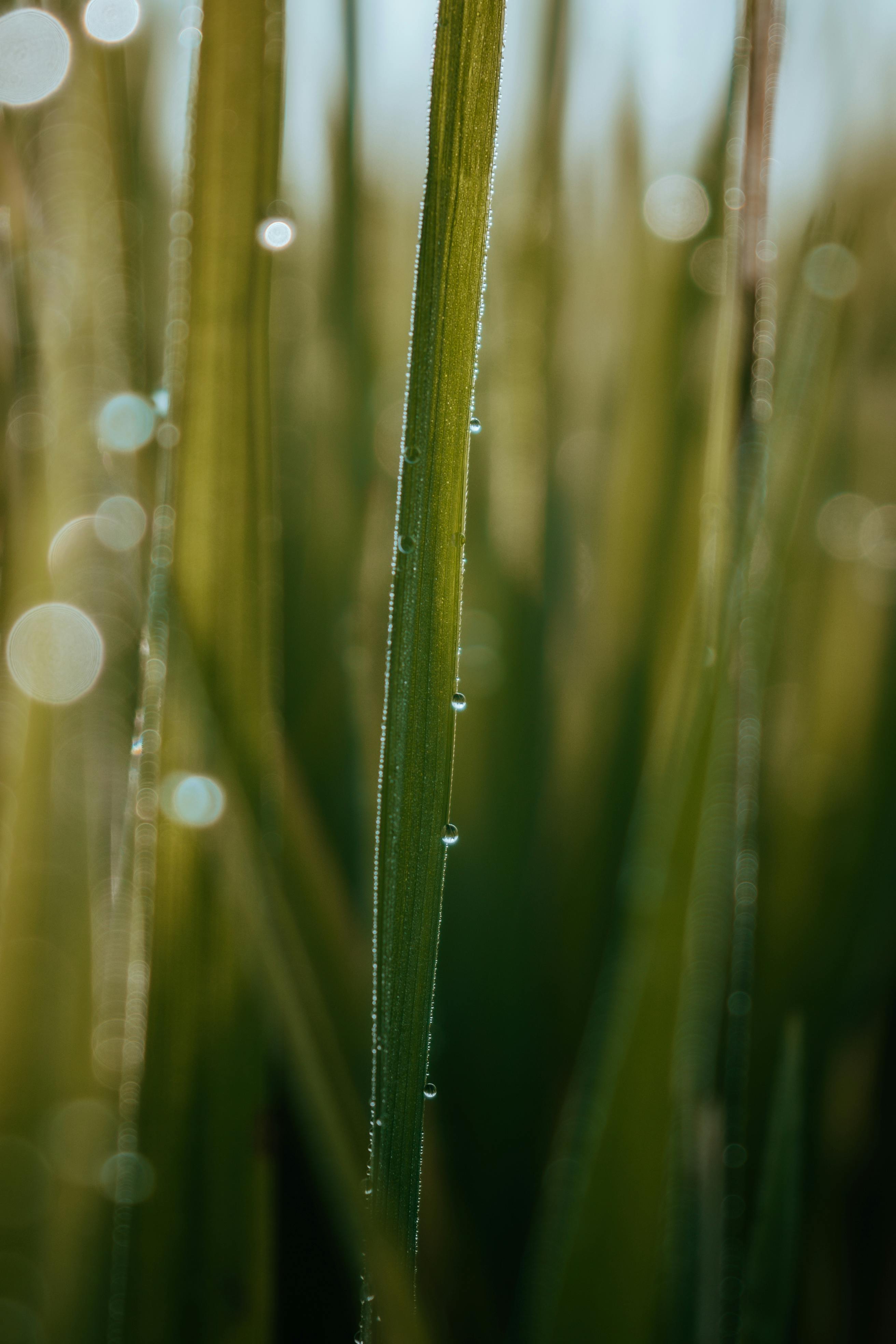 Green Leaf in Close Up Photography · Free Stock Photo