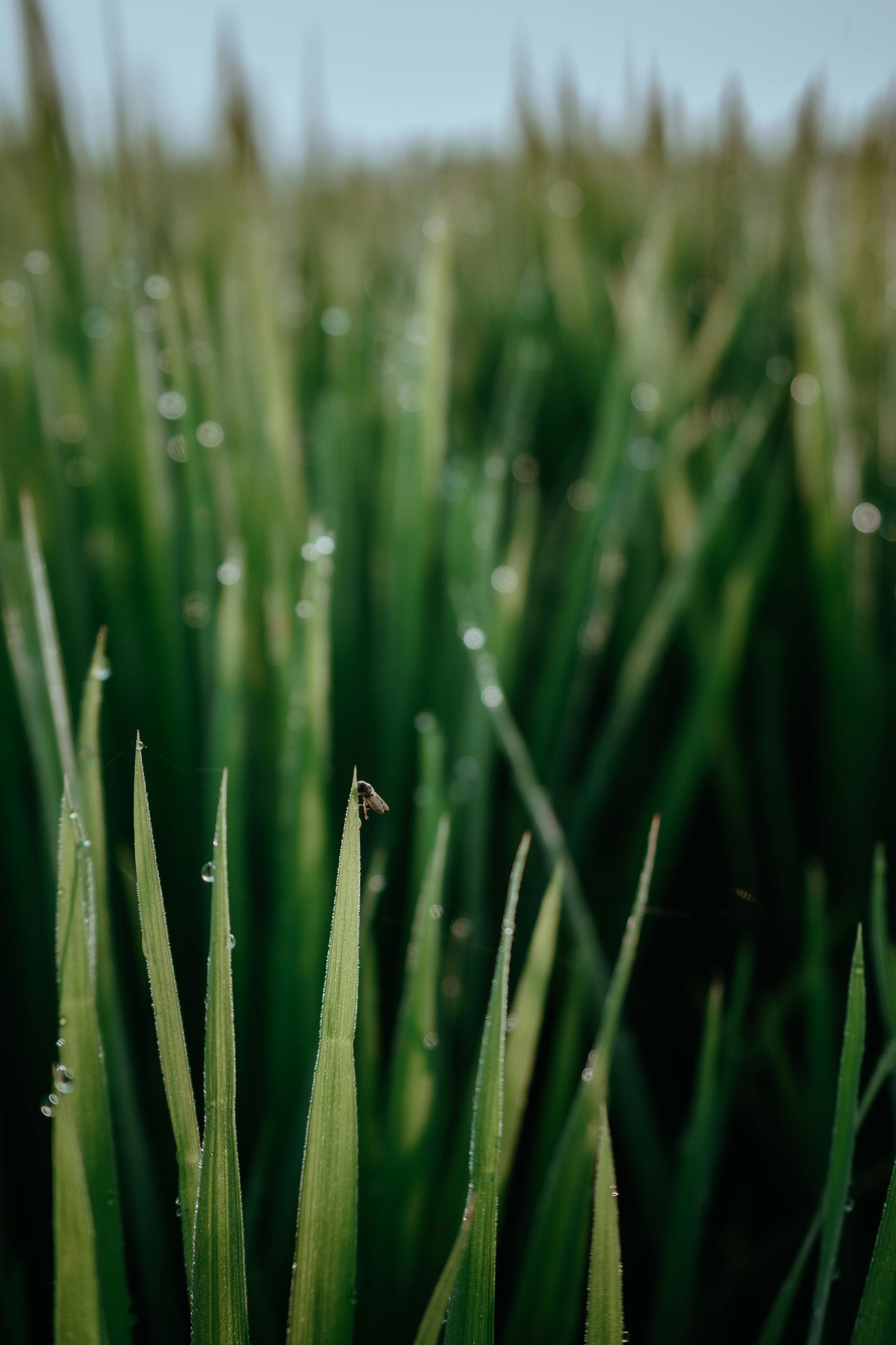 A Green Plant Bearing Vegetables · Free Stock Photo