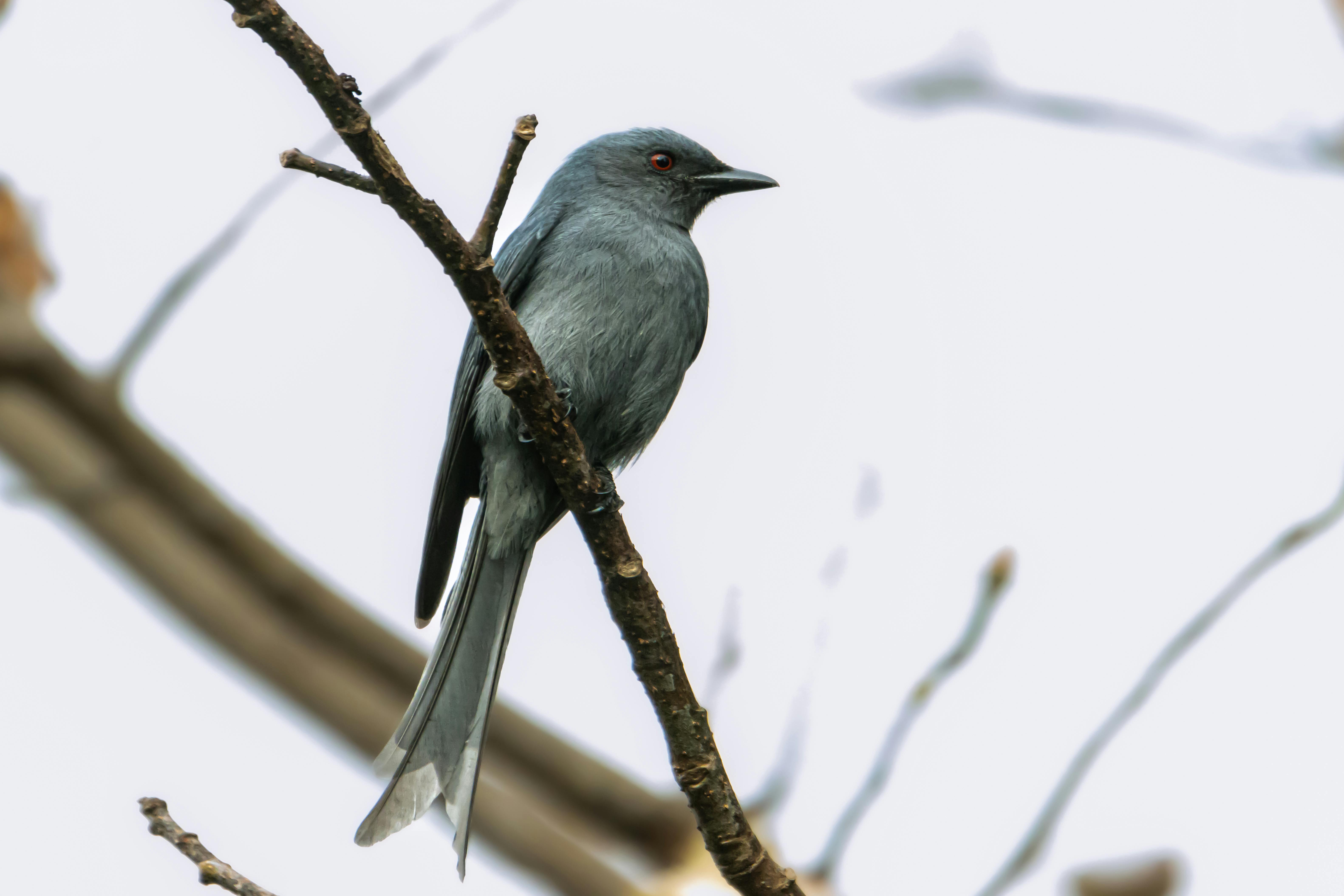 Bird Sitting on Tree Branch · Free Stock Photo