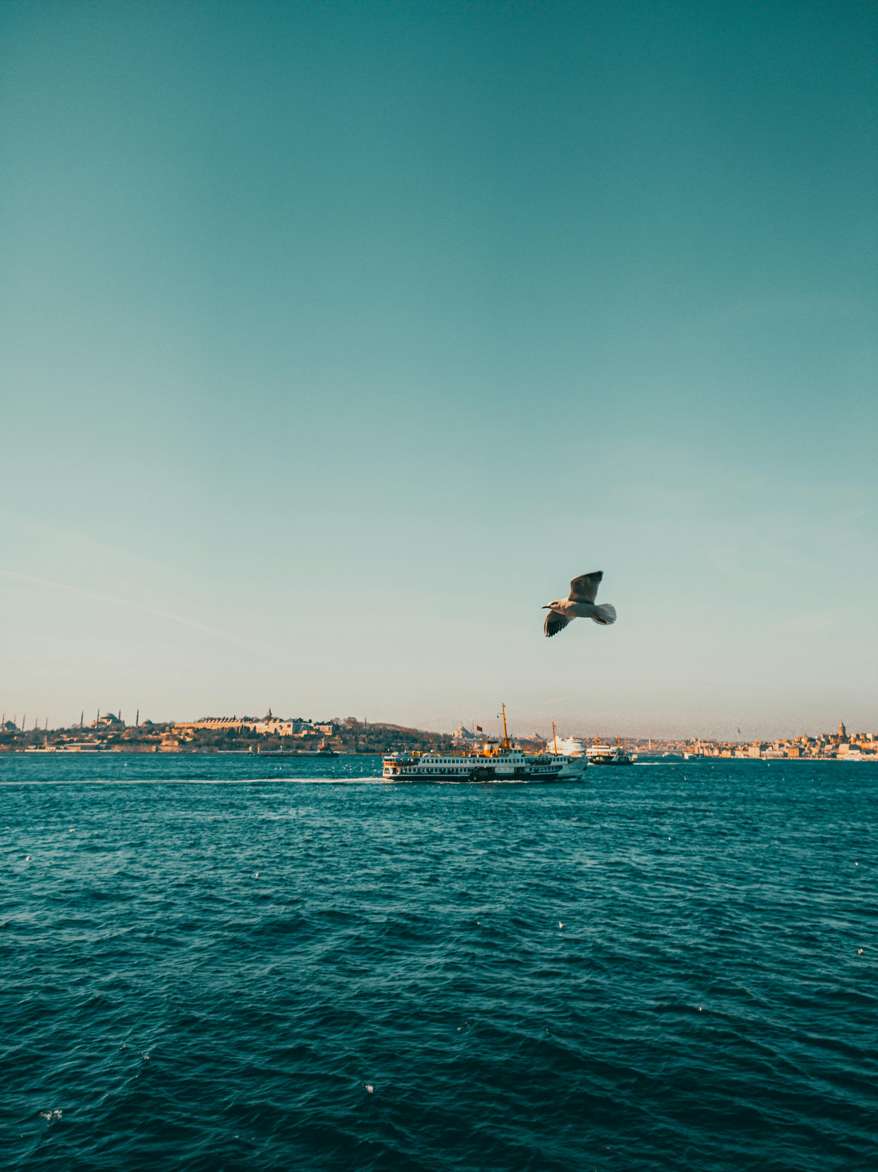 Birds Flying Low above Water Surface · Free Stock Photo