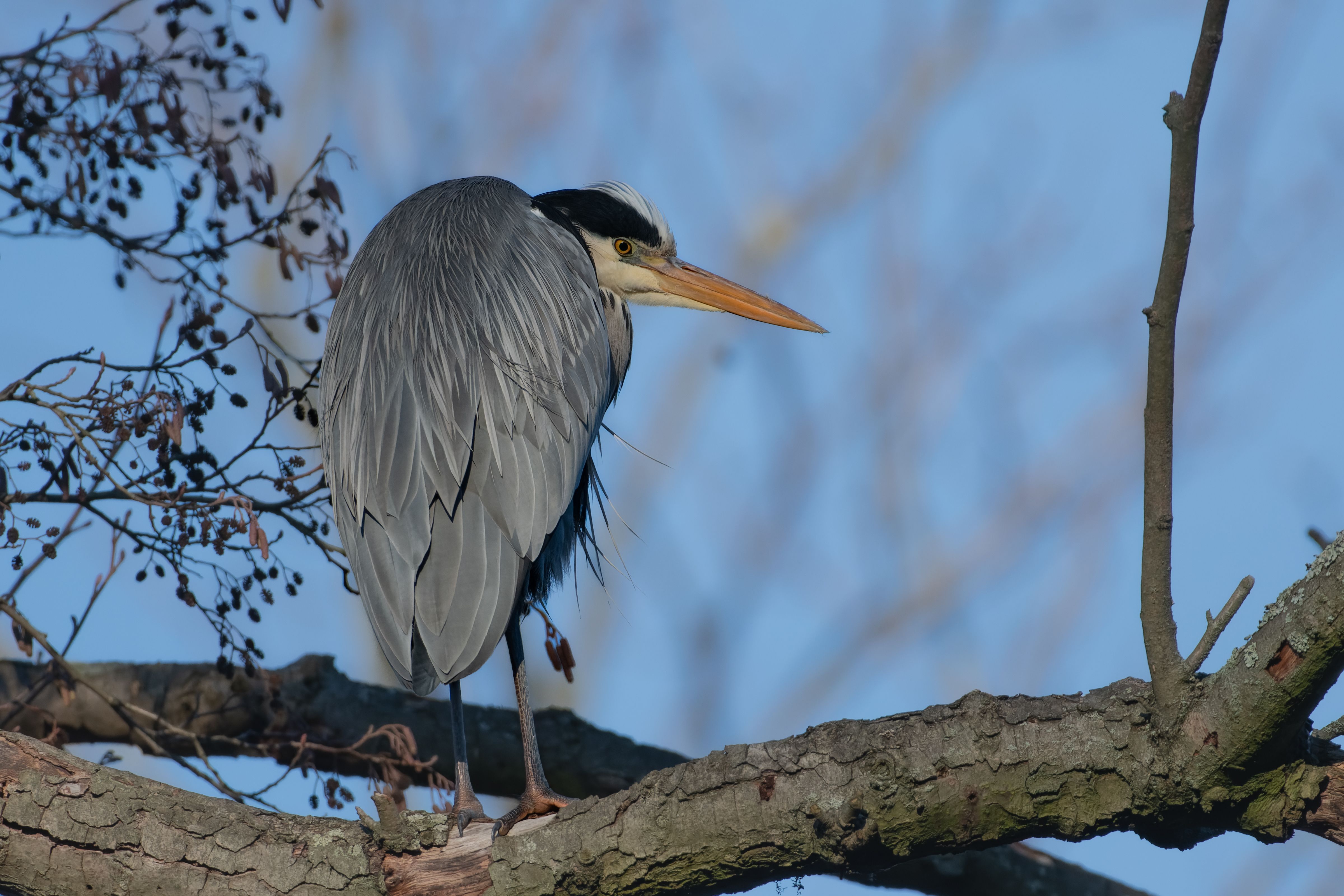 Close-Up of a Grey Heron Perched on Tree Branch · Free Stock Photo