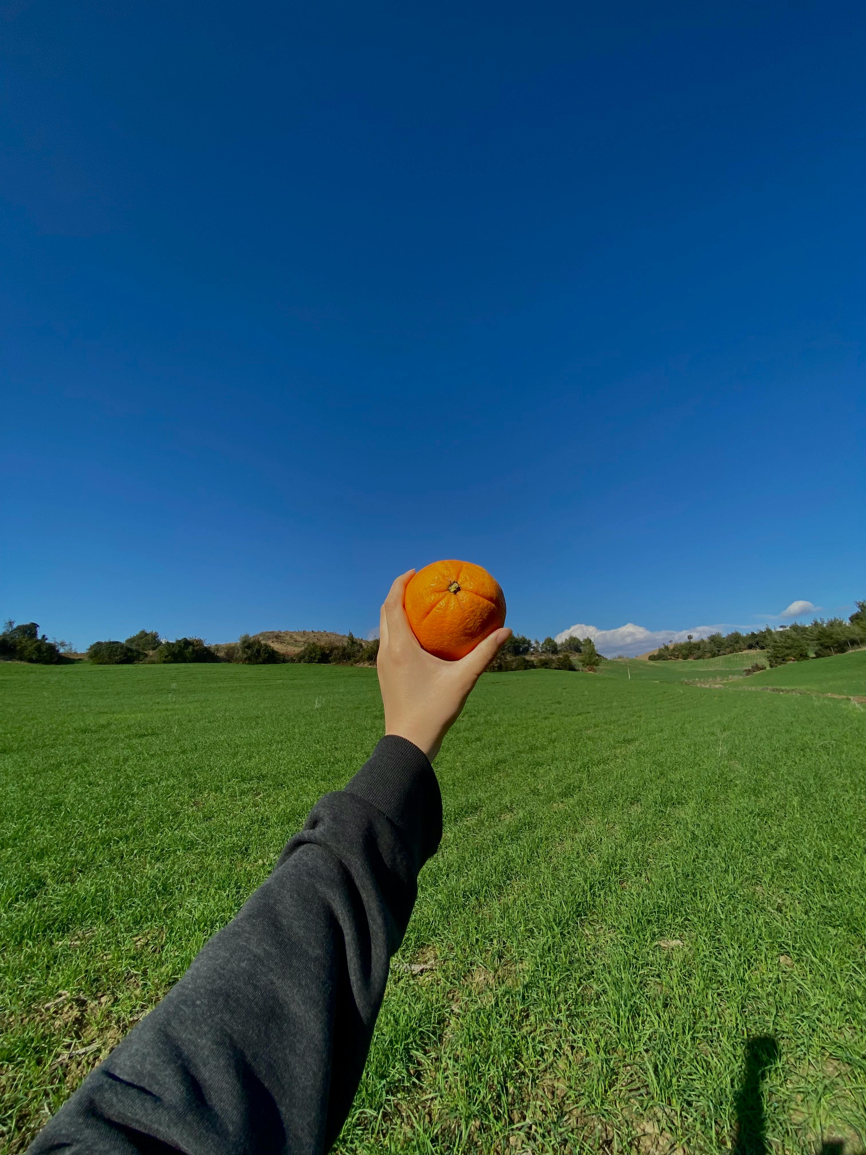 Citrus Field Photos, Download The BEST Free Citrus Field Stock Photos ...
