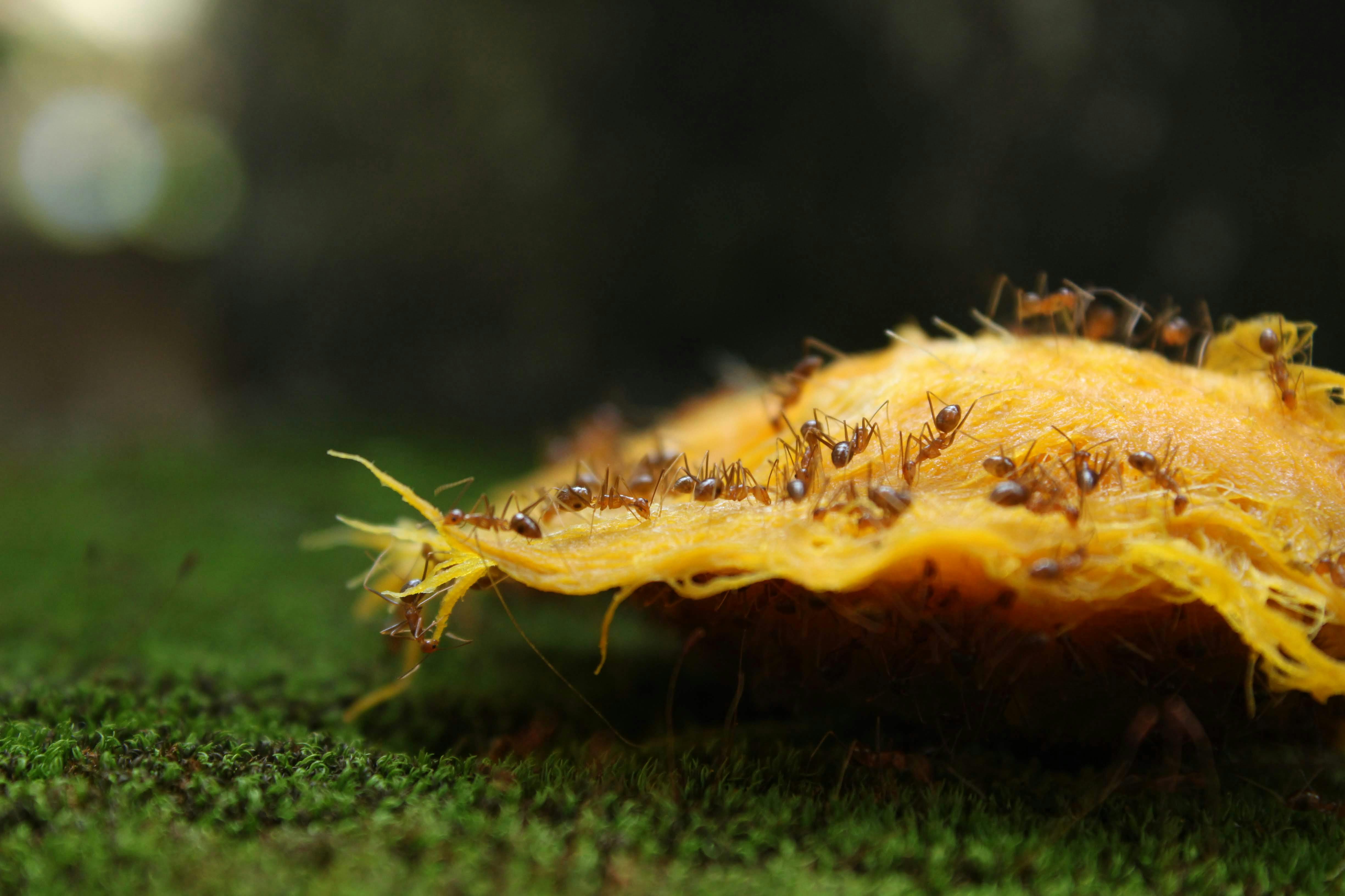 Ants Animated Photos, Download The BEST Free Ants Animated Stock Photos ...