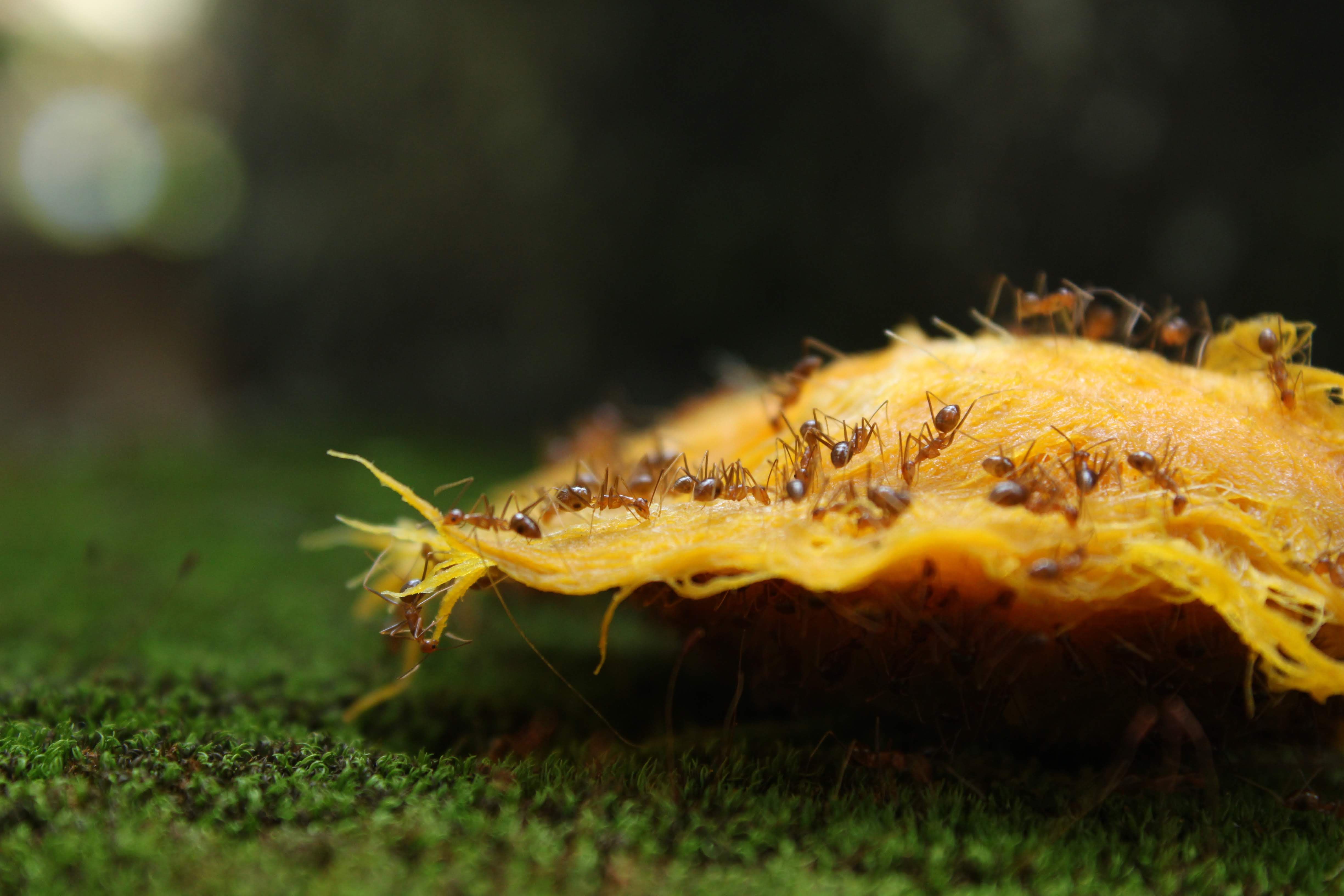 Ants on Plant · Free Stock Photo