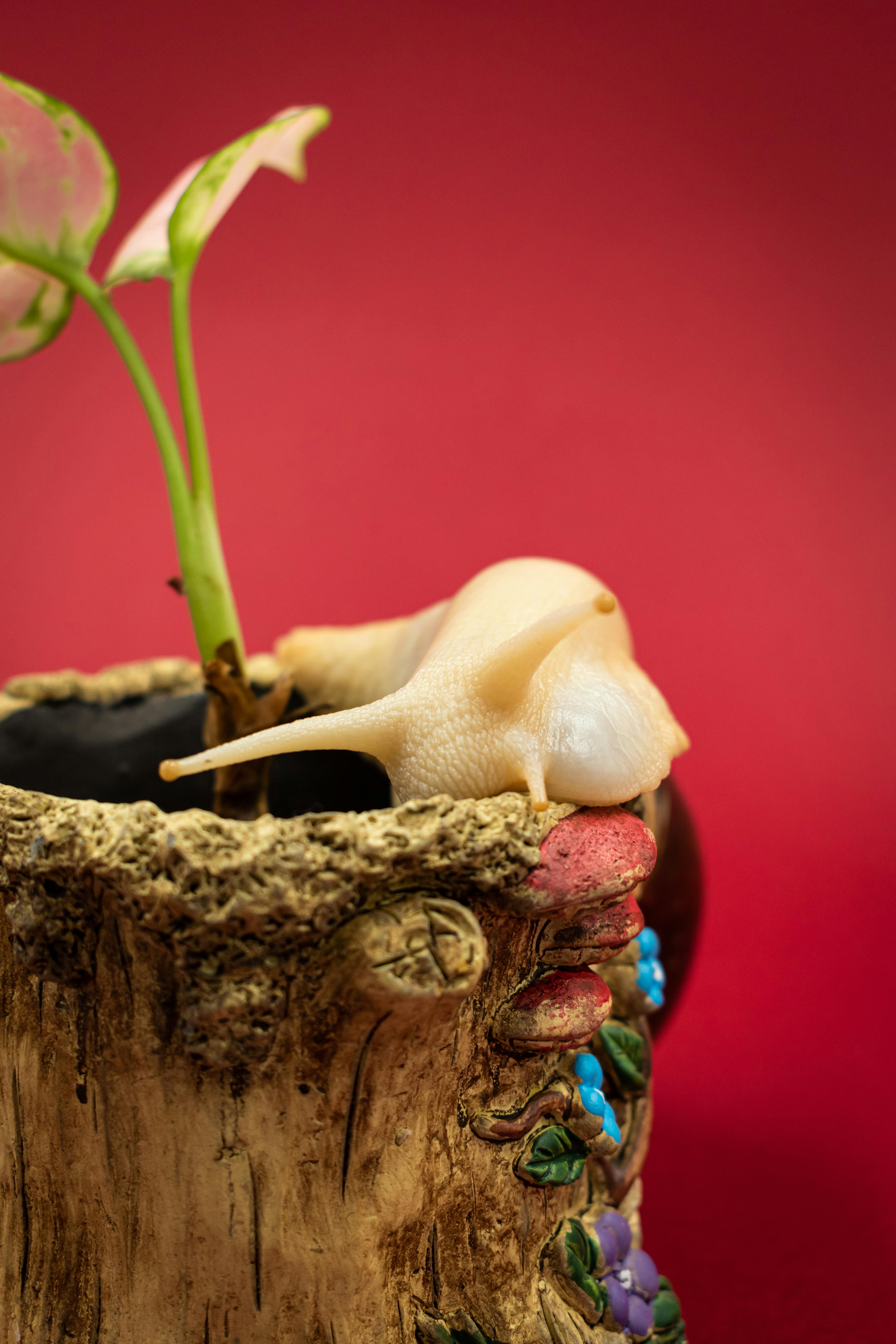 Snail Climbing Novelty Flower Pot · Free Stock Photo