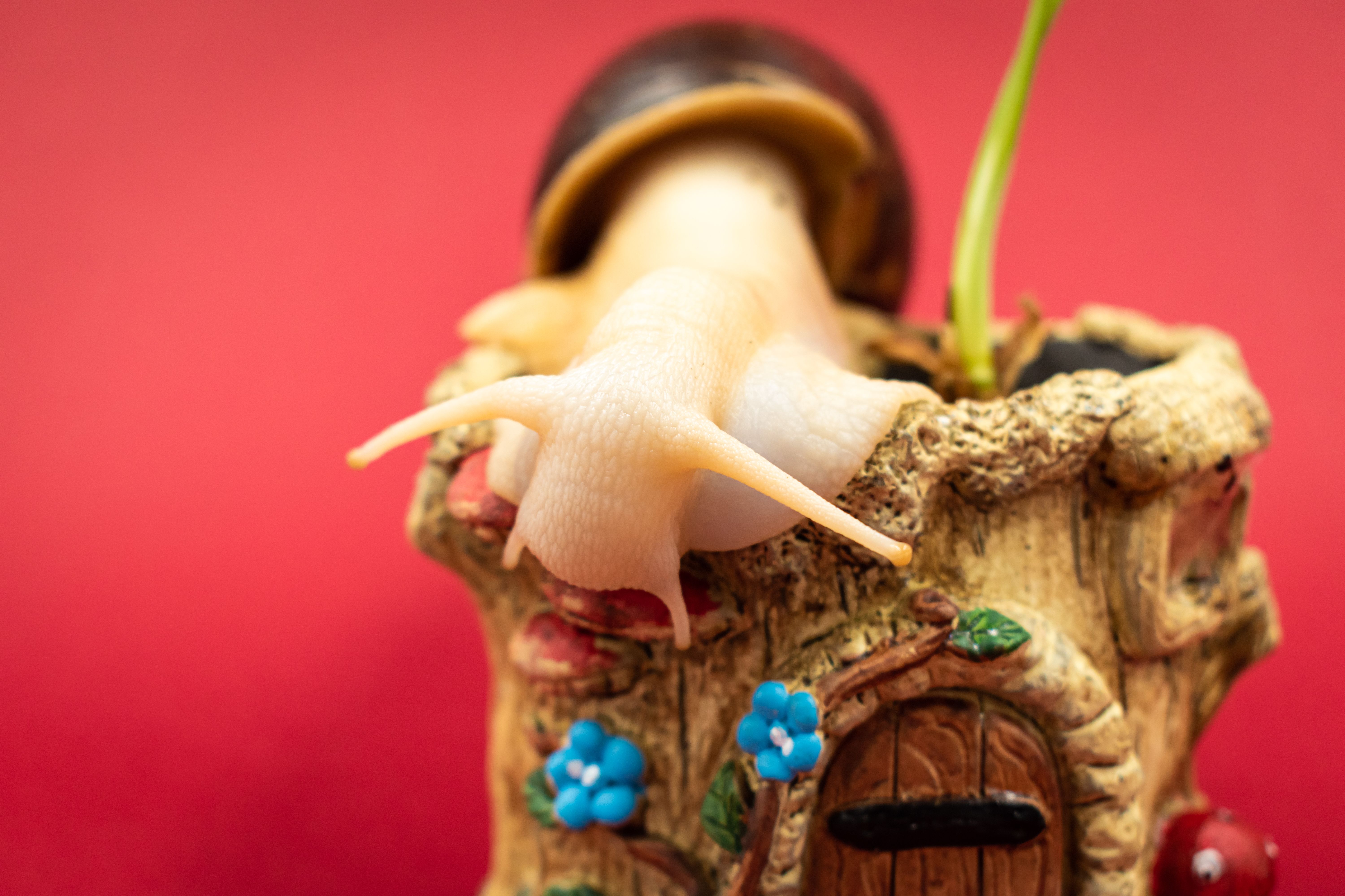 Cute Snail Photos, Download The BEST Free Cute Snail Stock Photos & HD ...