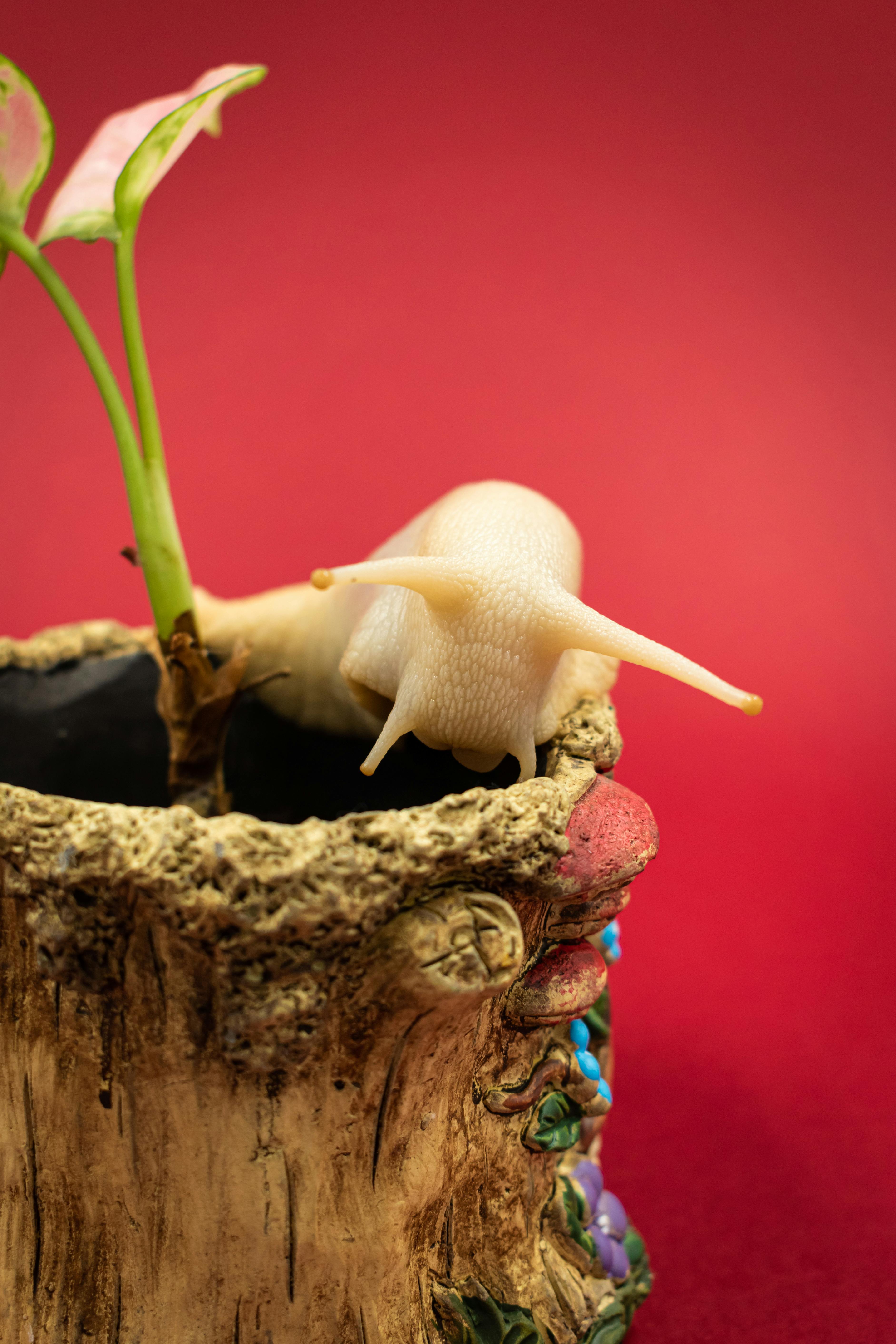 Snail on Wood Pot with Flower · Free Stock Photo