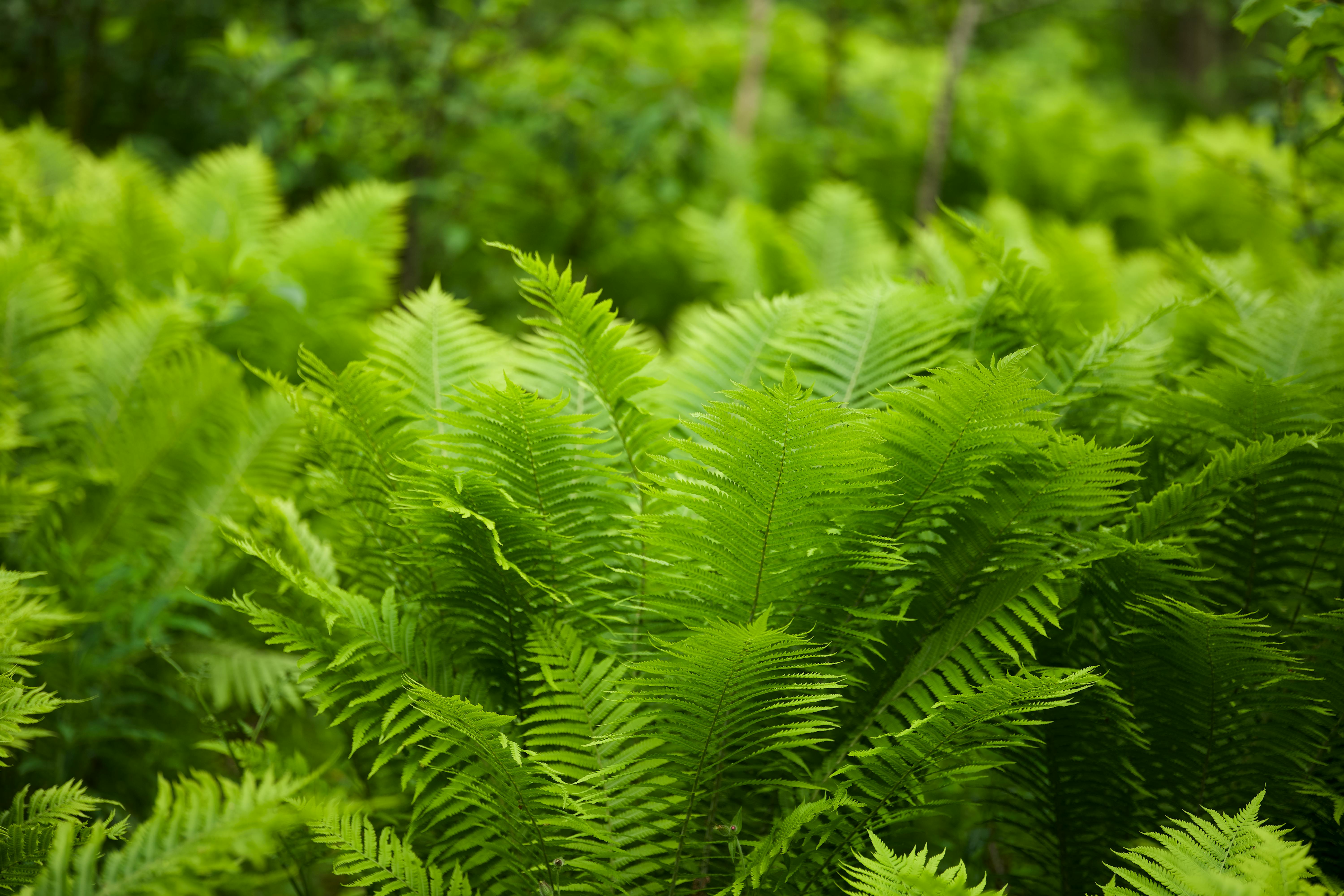 Close-up of Bright Green Fern in a Forest · Free Stock Photo