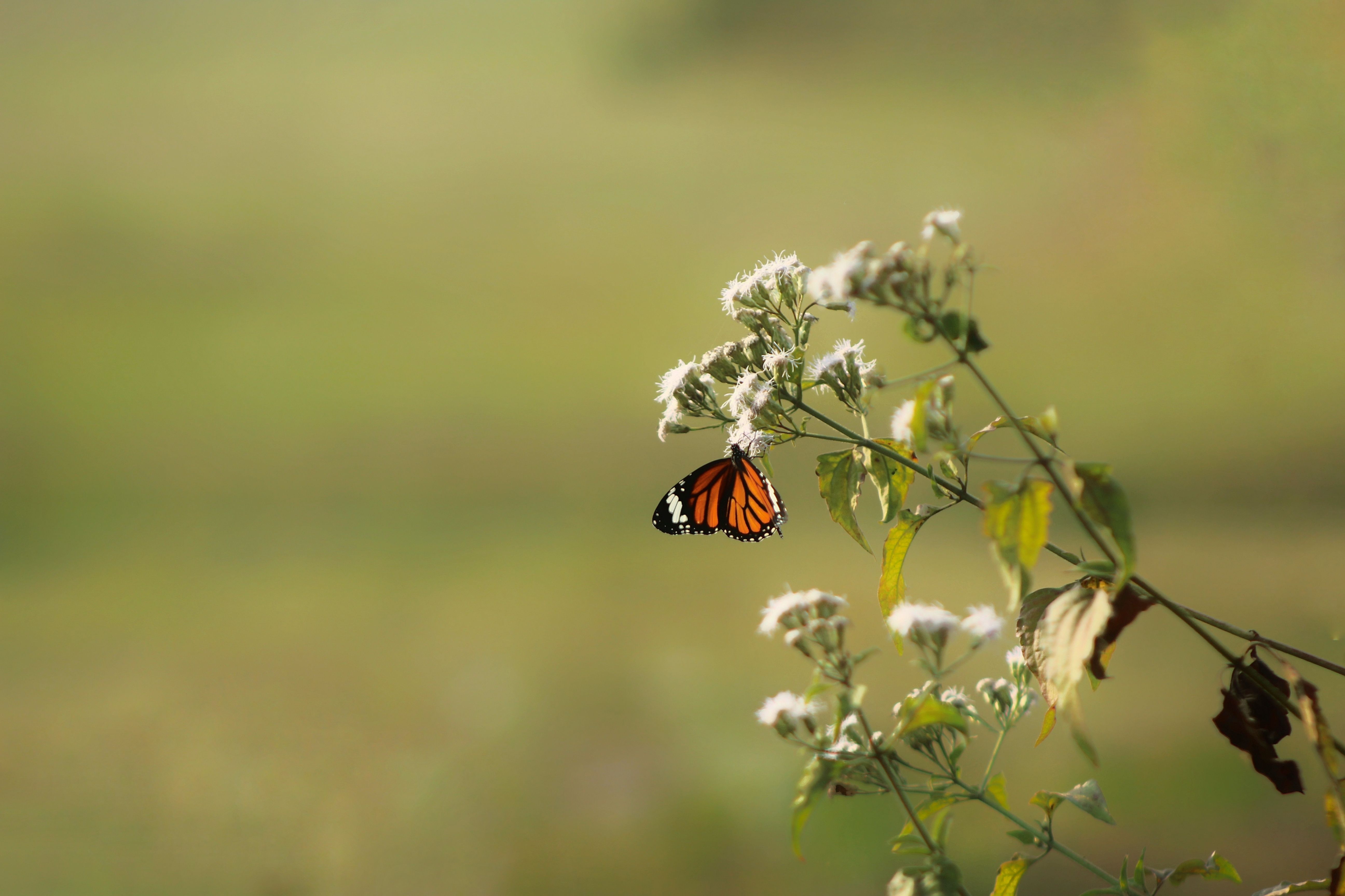 Butterfly Perched on Green Leaves · Free Stock Photo