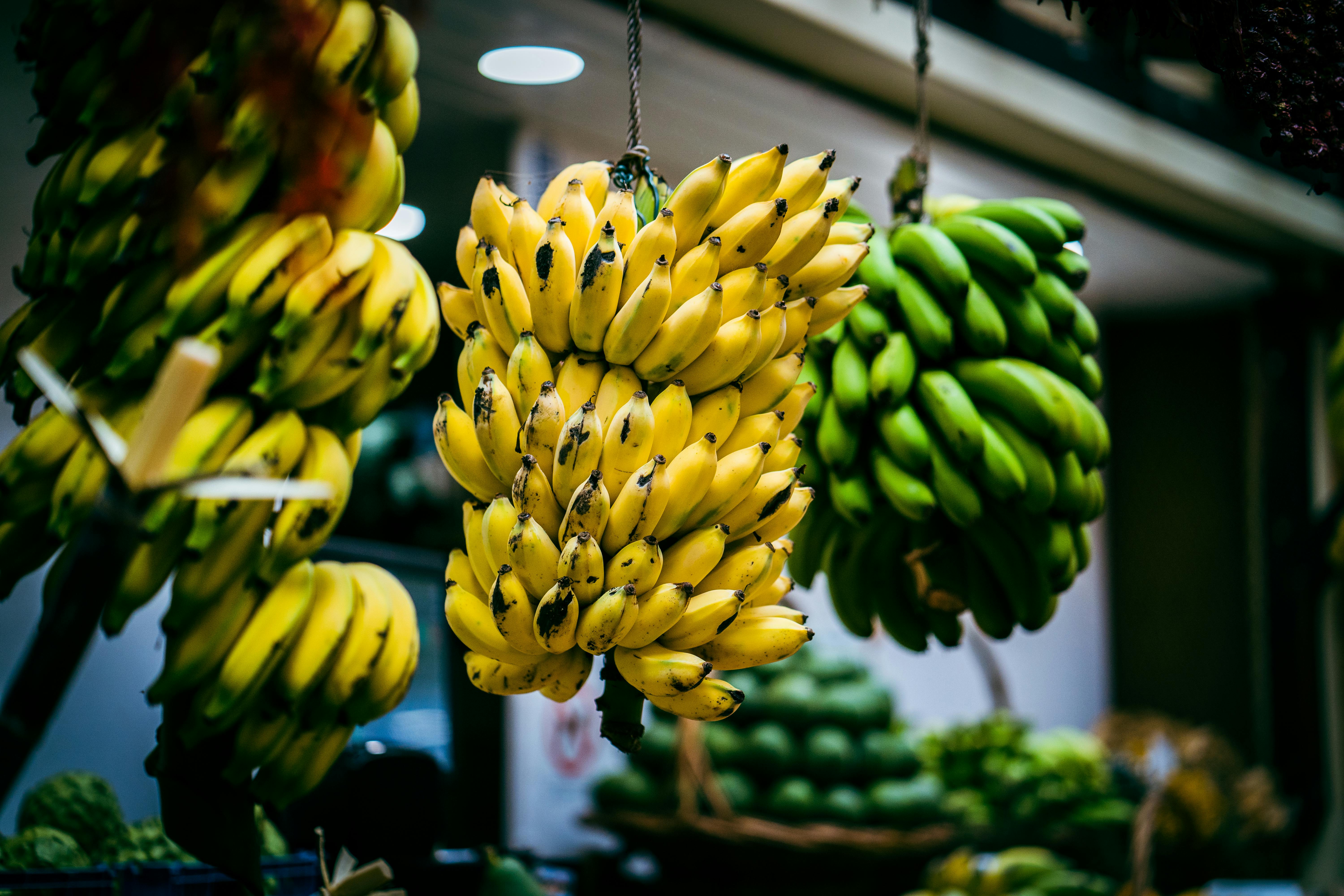 Hanging Bananas Photos, Download The BEST Free Hanging Bananas Stock ...