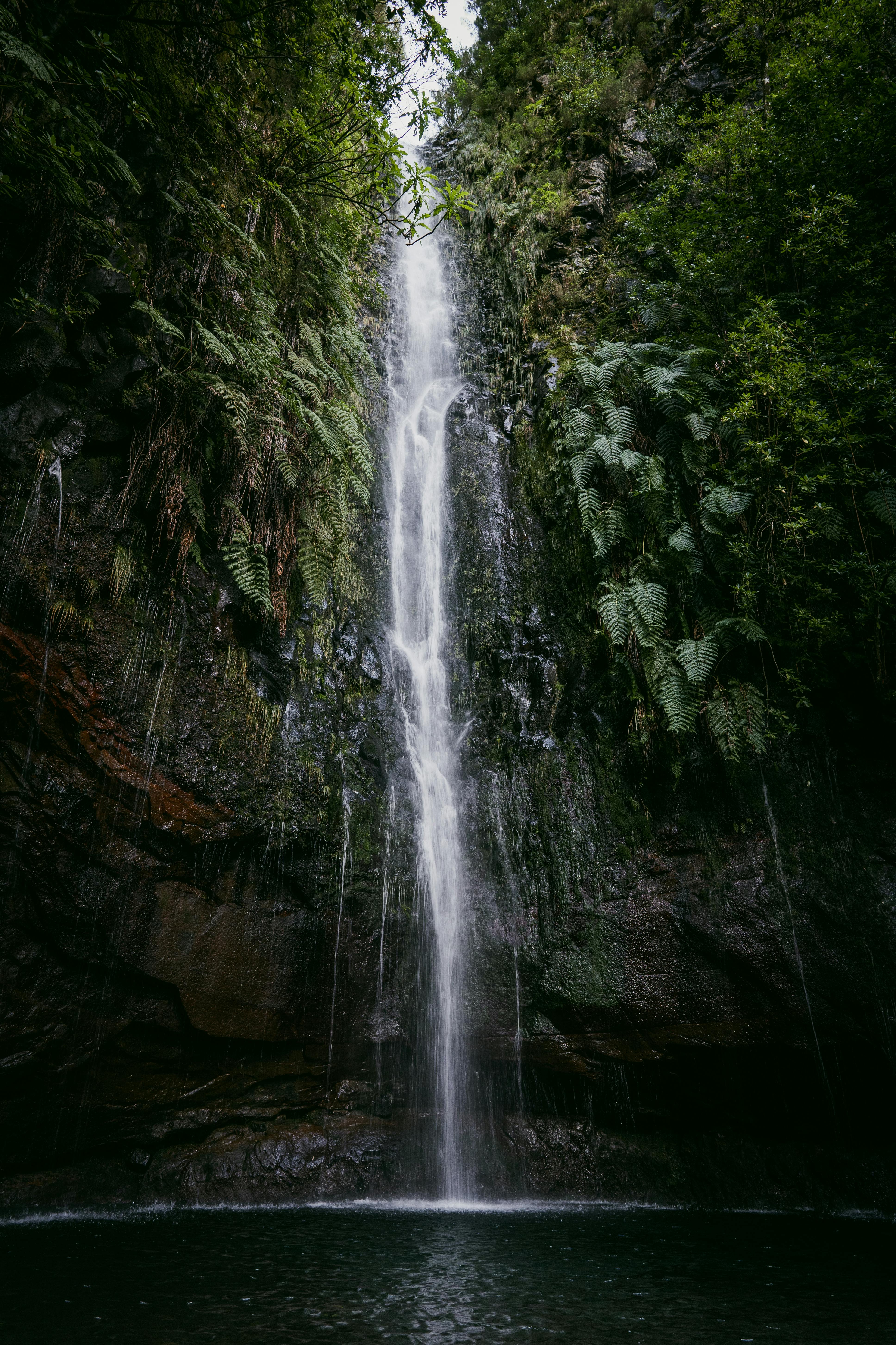 Narrow Waterfall among Lush Plants Growing on Mountainside · Free Stock ...
