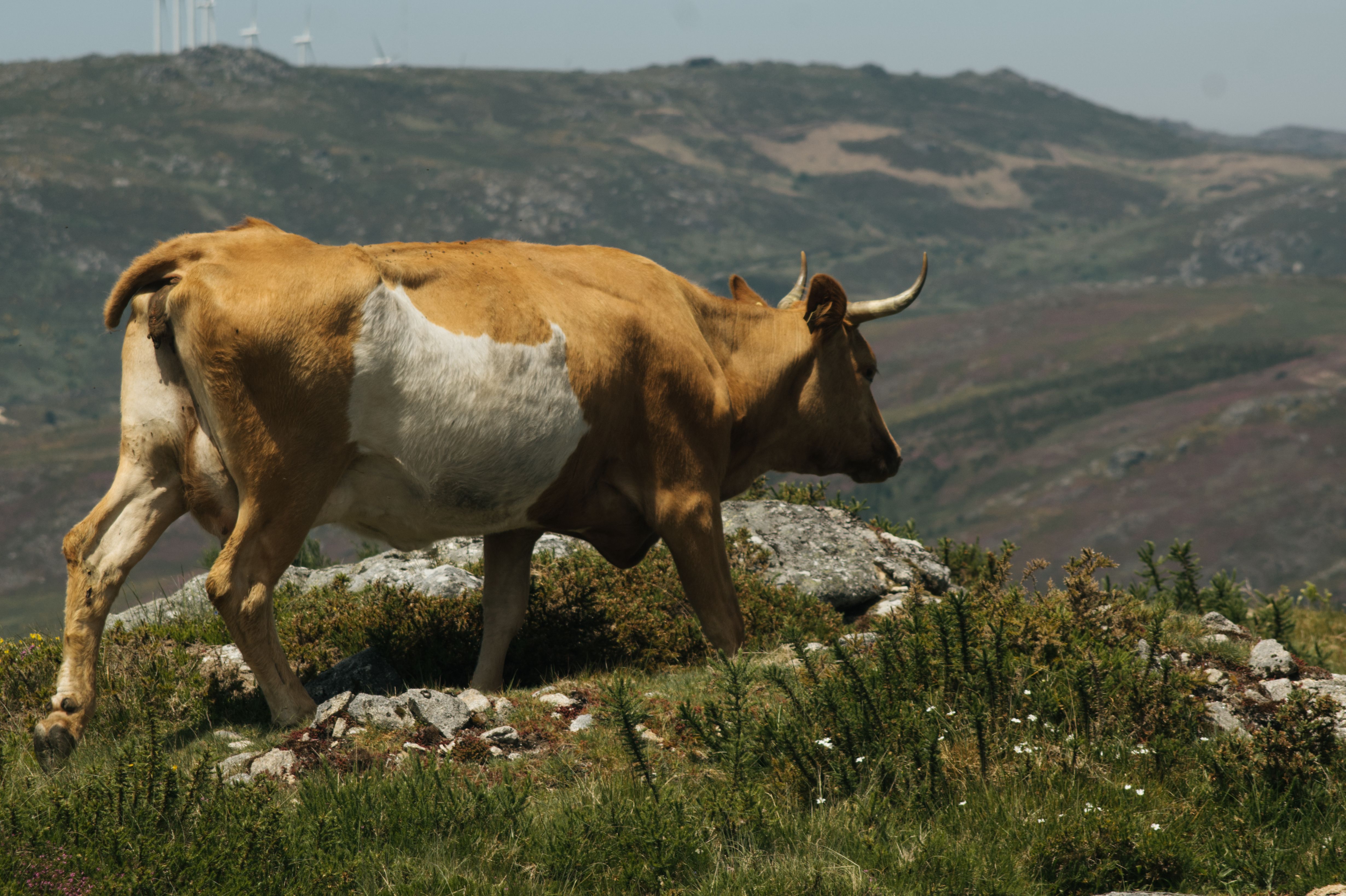 8k Wallpaper Cow Photos, Download The BEST Free 8k Wallpaper Cow Stock ...