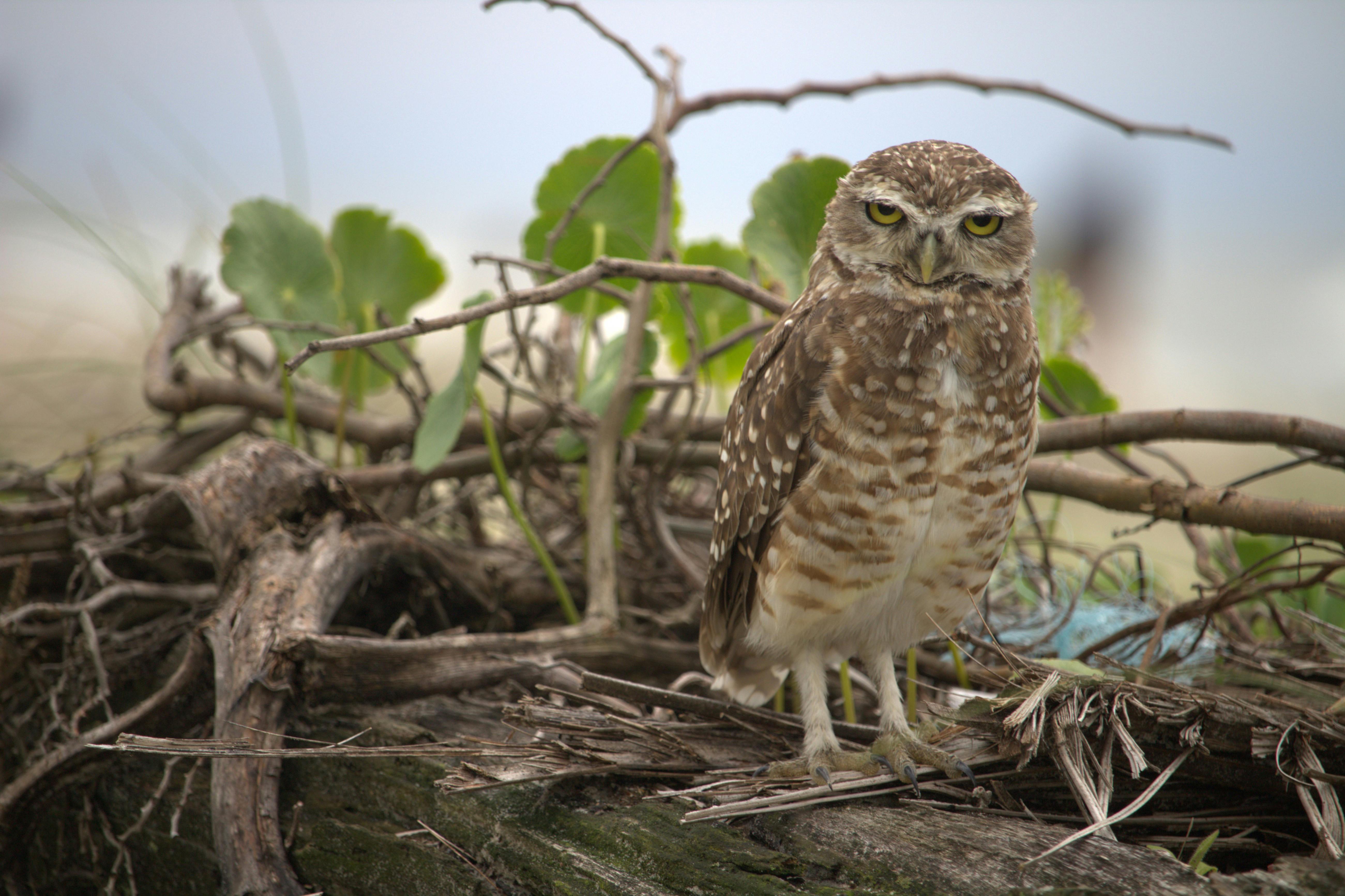 Owl Sitting on Tree Log · Free Stock Photo