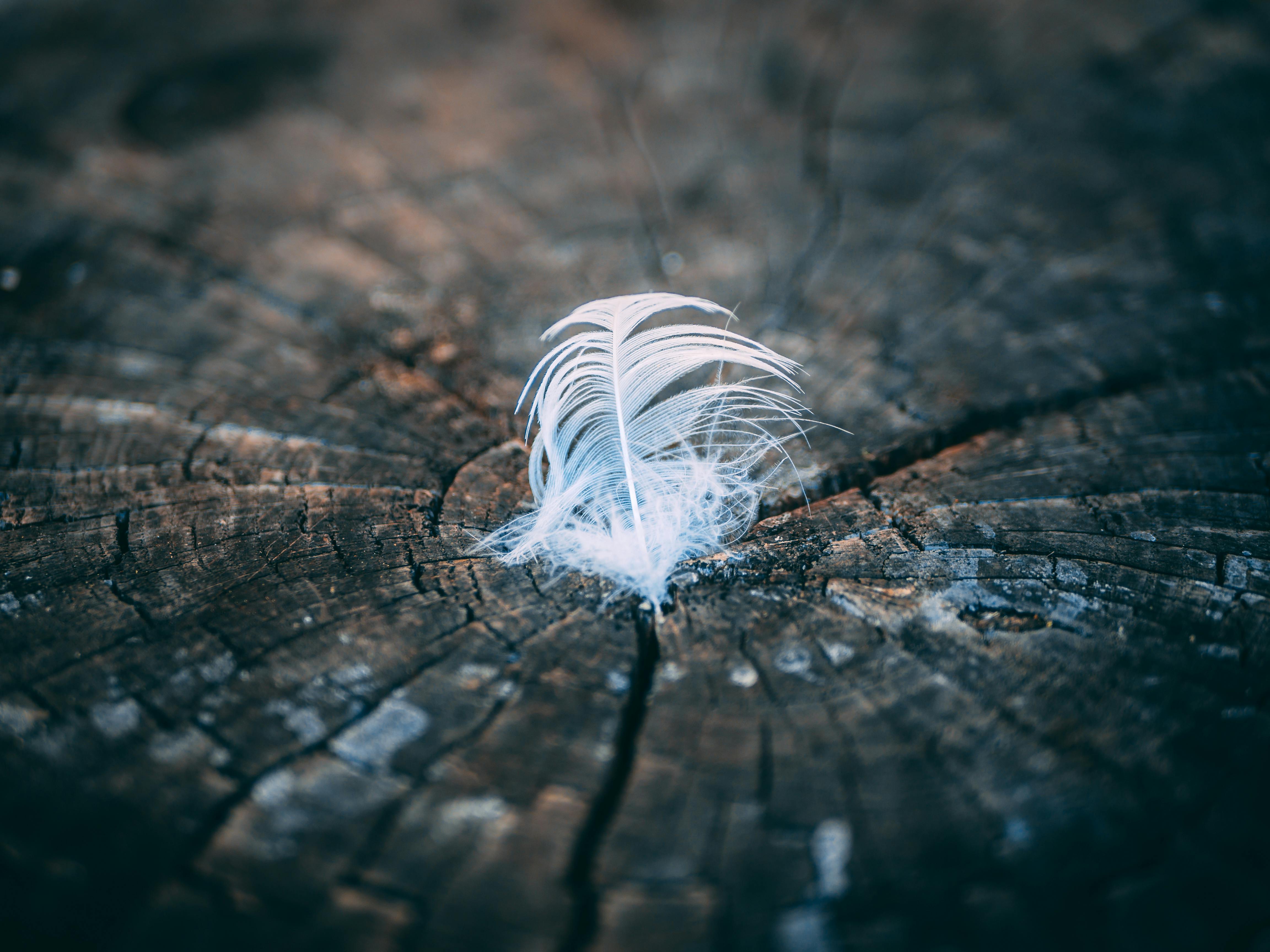 Little white feather · Free Stock Photo