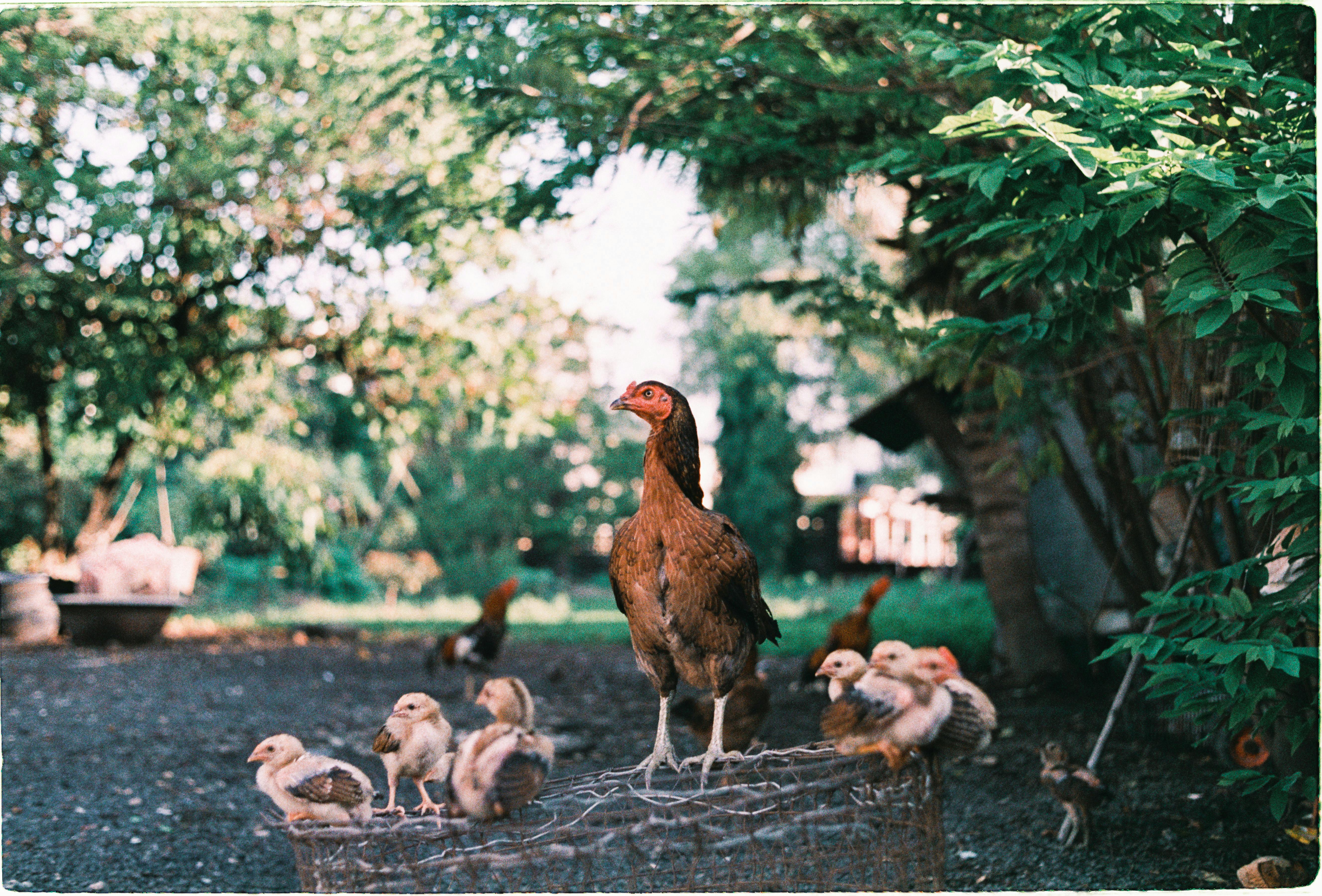 Brown and Black Hen With Peep of Chick Outdoor · Free Stock Photo