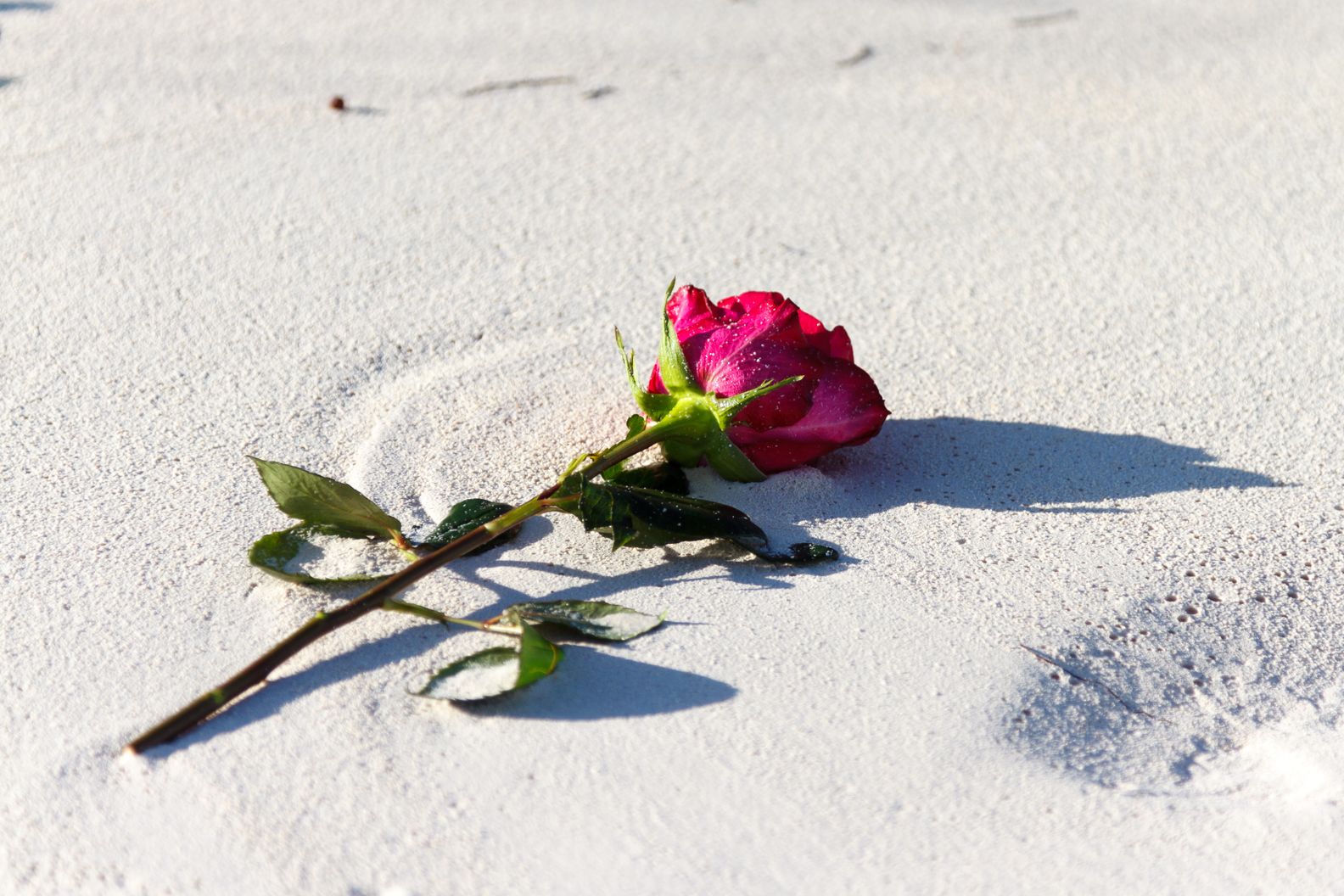 How Do You Use a Rose Toy? [Comprehensive Answer] - CGAA.org