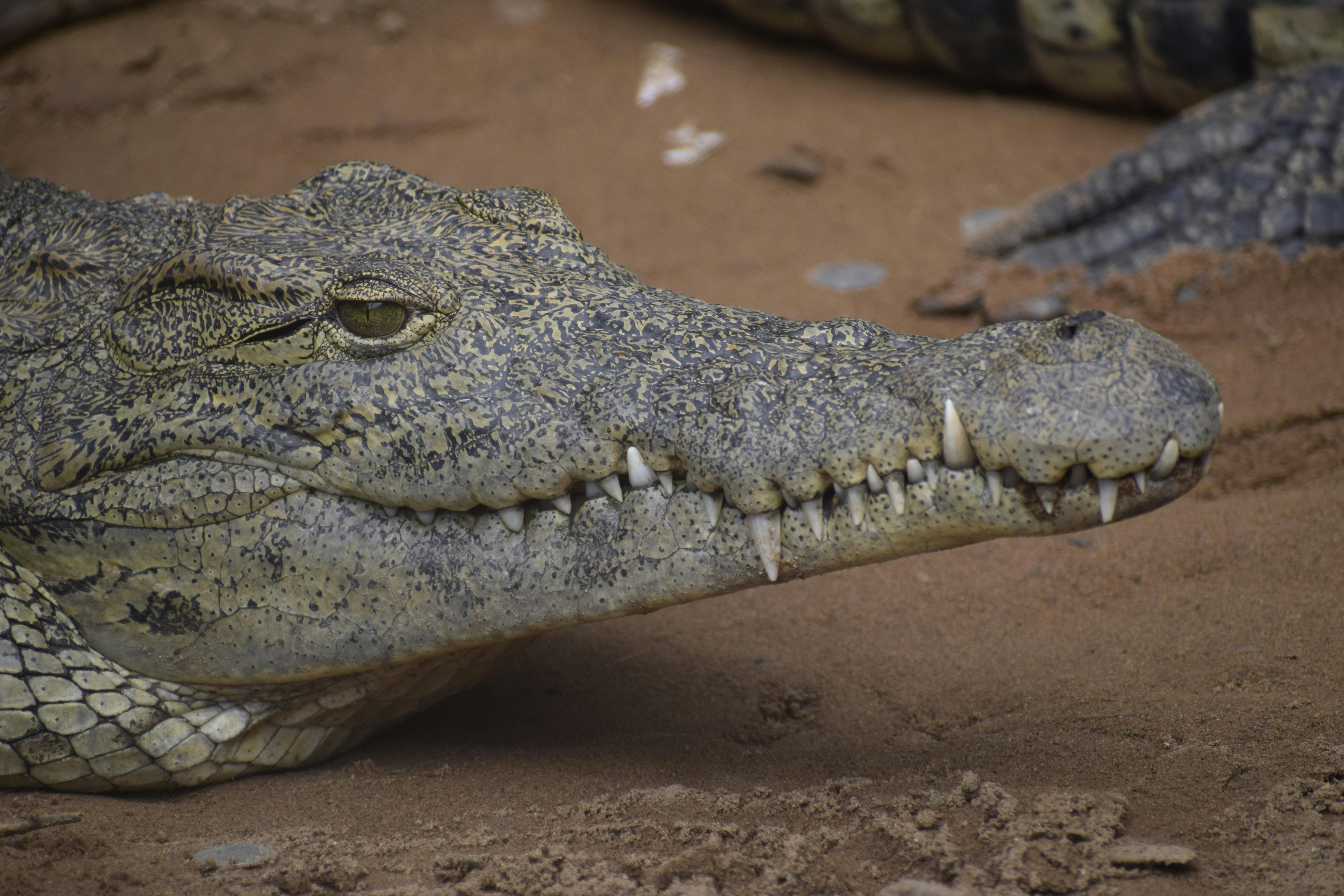 Alligator Head · Free Stock Photo