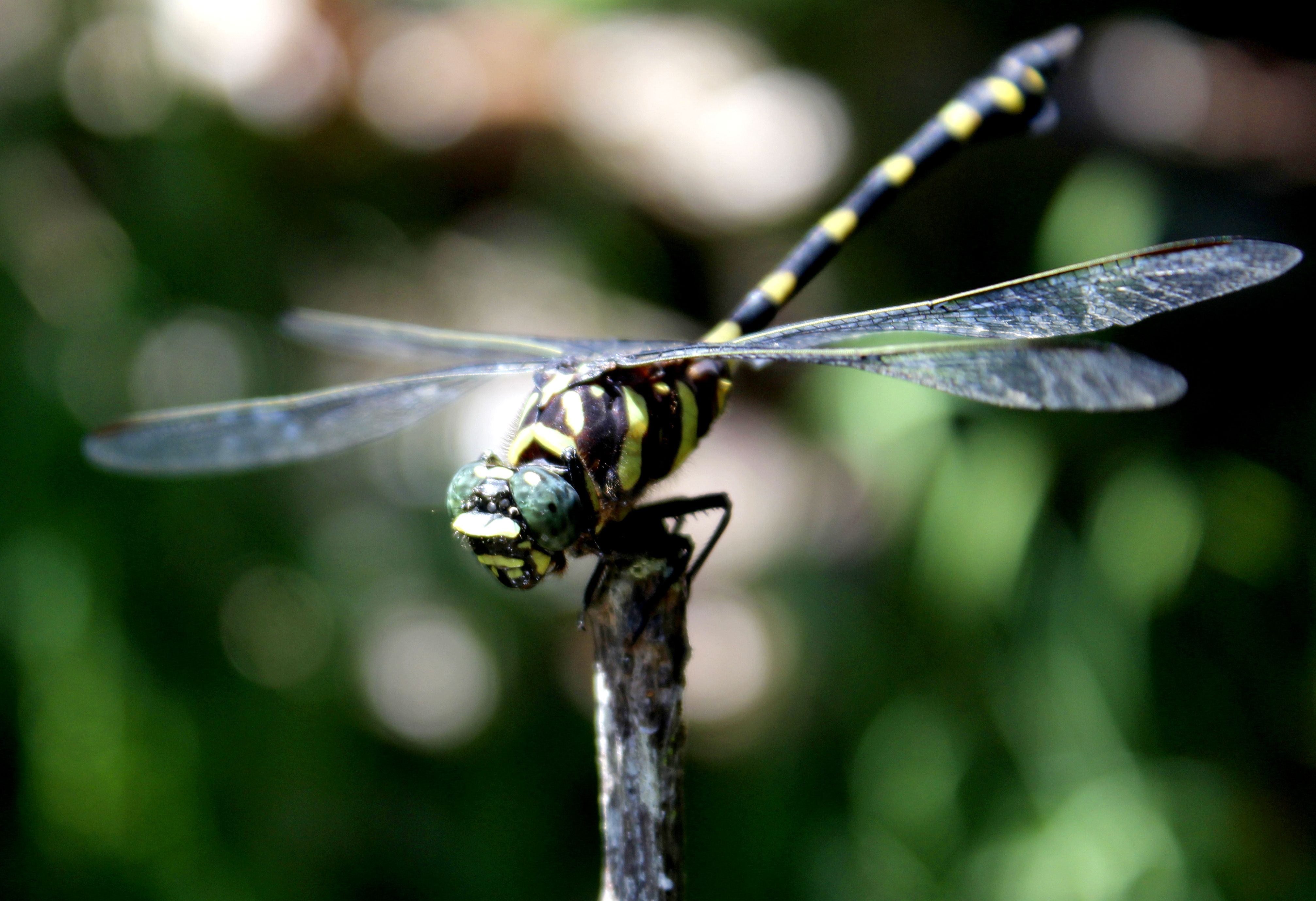 Free stock photo of dragonflies, dragonfly, dragonflywing